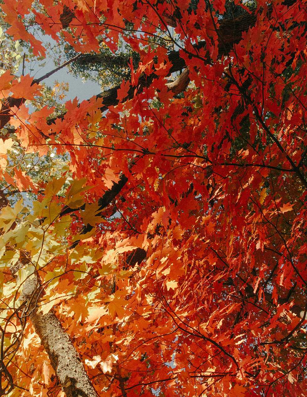 Autumn Downtown Girl Wallpapers - Wallpaper Cave