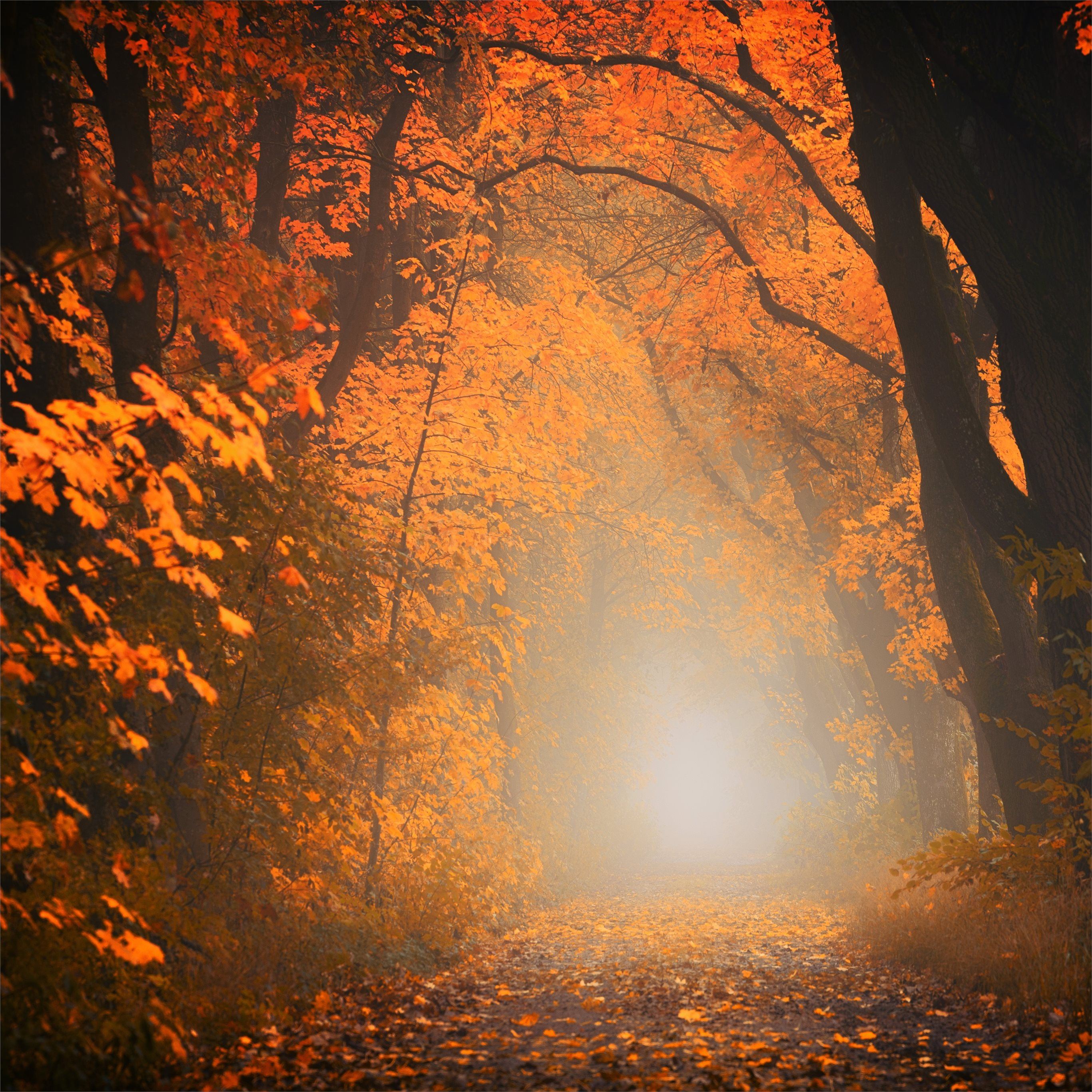 Autumn 5k Wallpapers - Wallpaper Cave