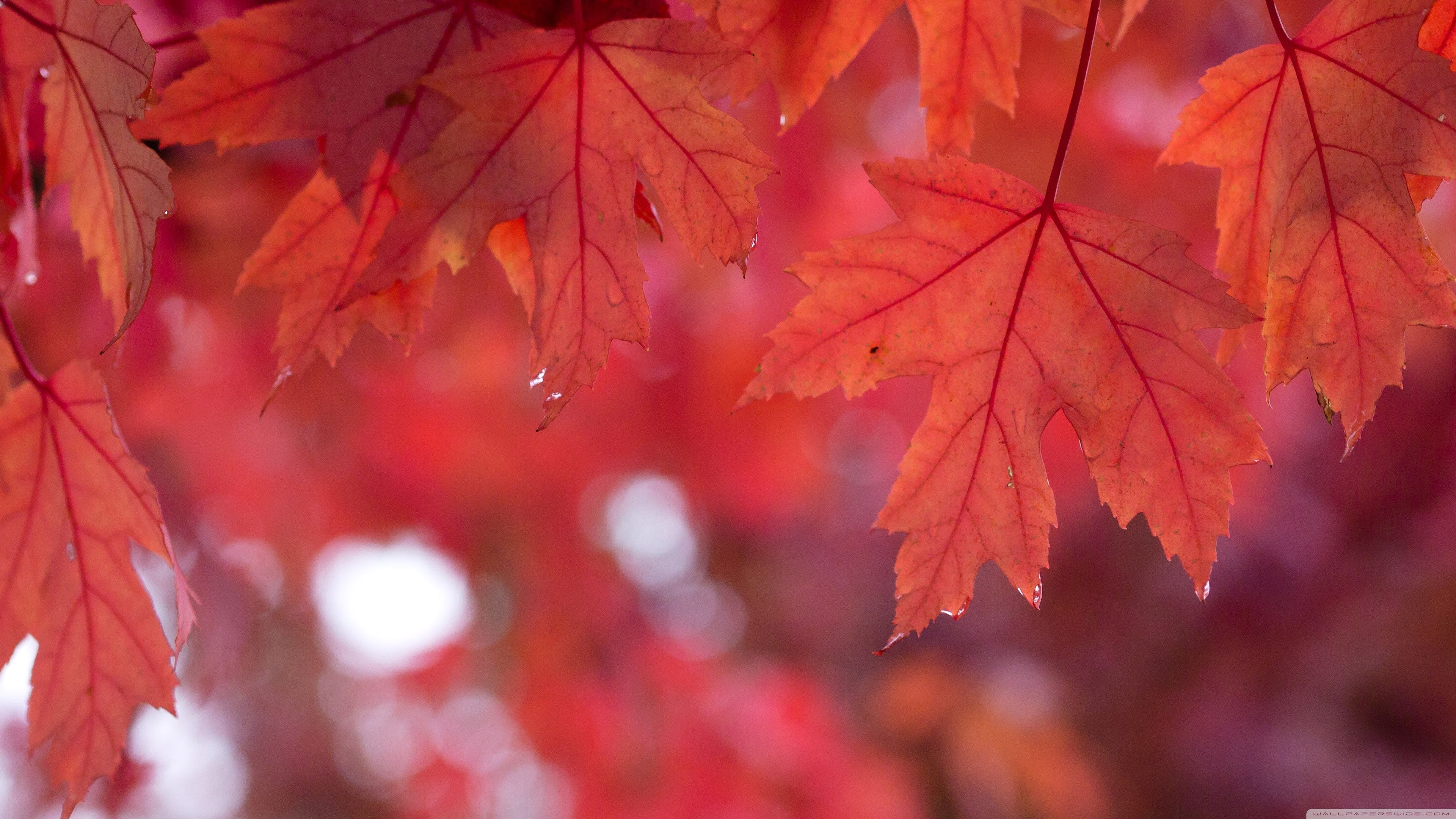 Usual Autumn Computer Wallpapers - Wallpaper Cave