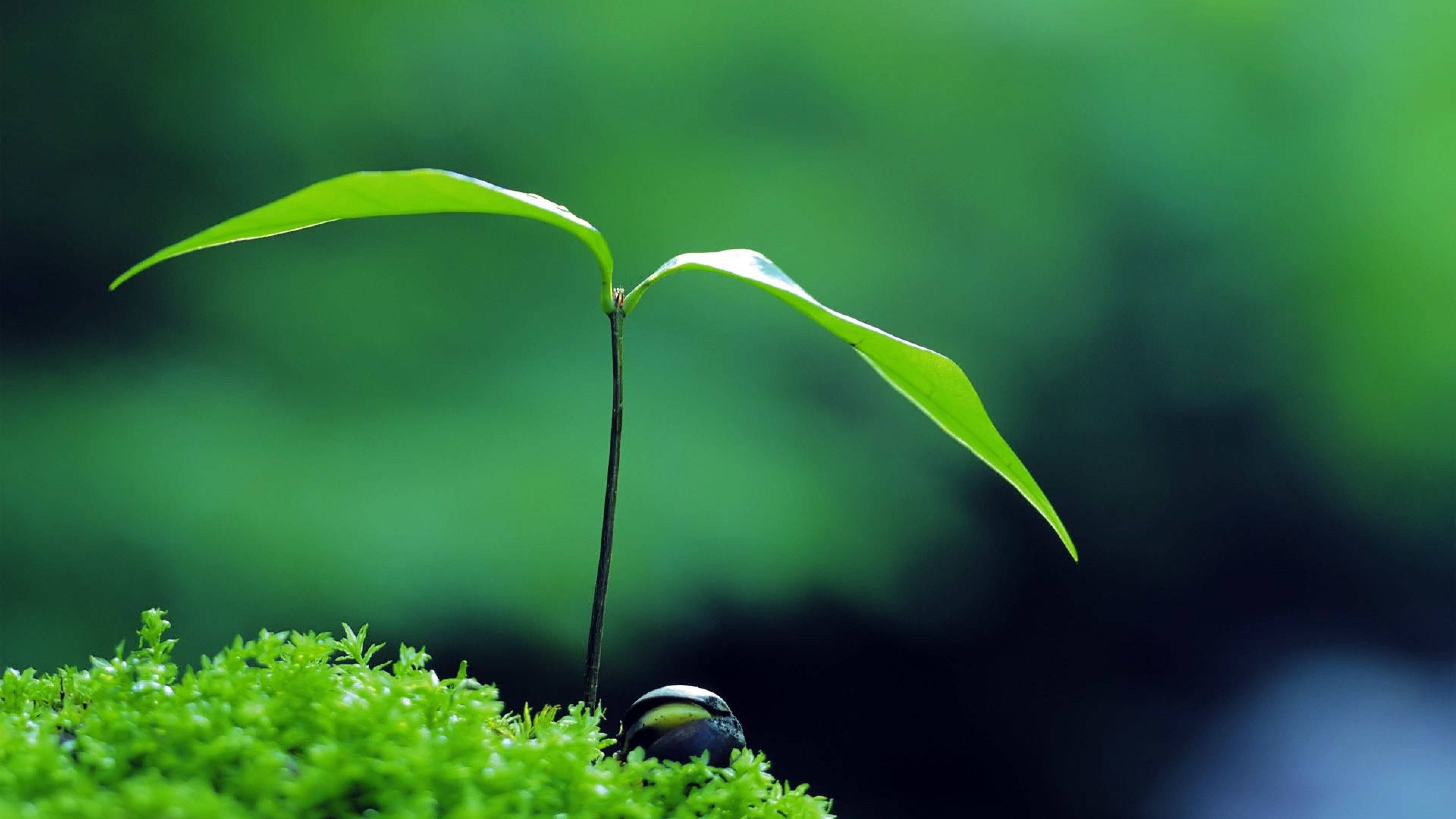 Small Plants Wallpapers - Wallpaper Cave