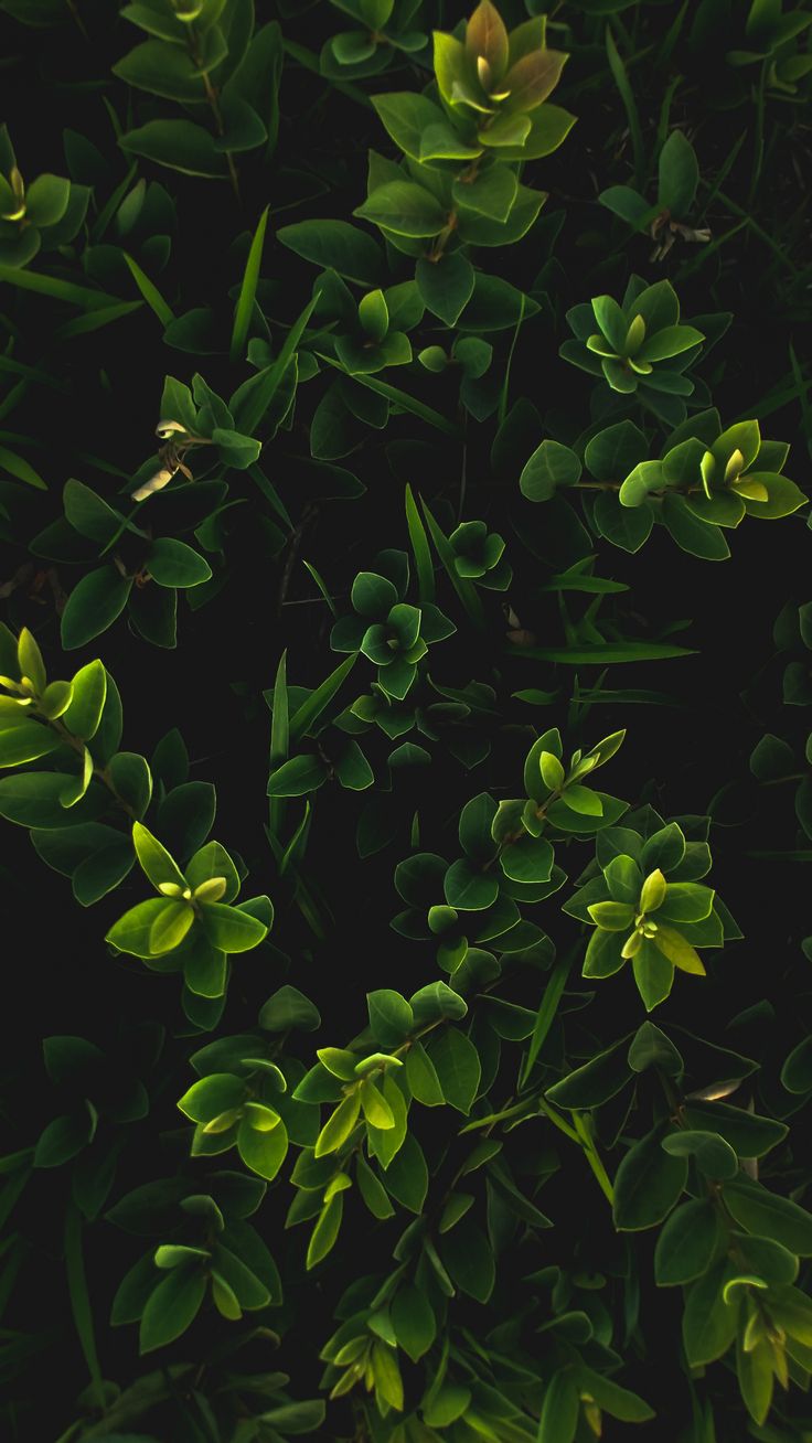 Small Plants Wallpapers - Wallpaper Cave