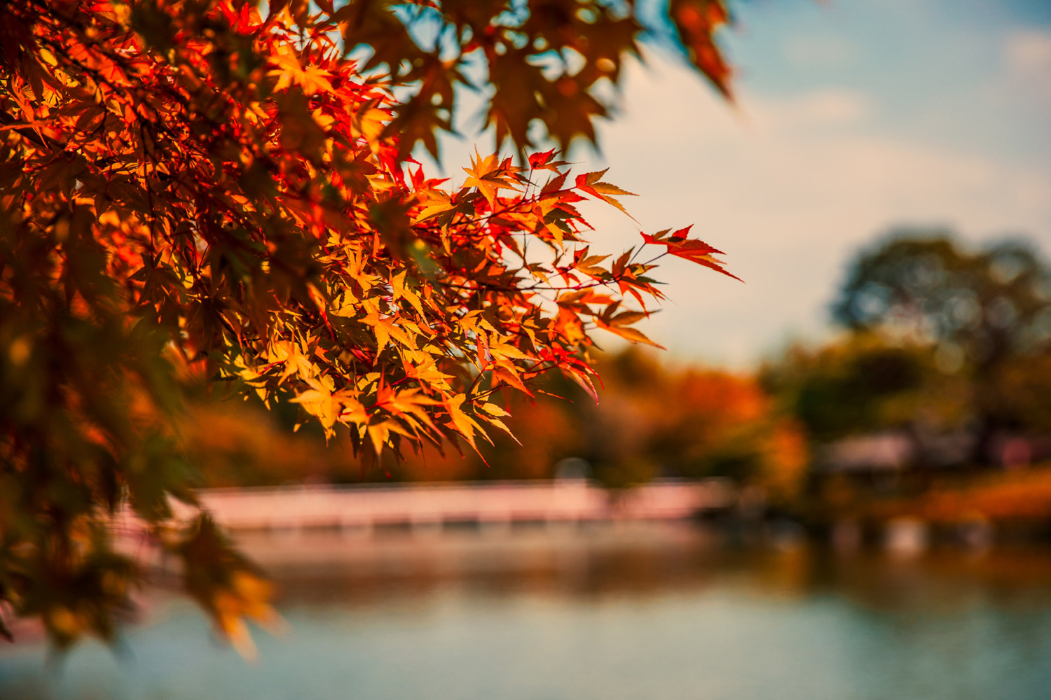 Autumn Design Wallpapers - Wallpaper Cave