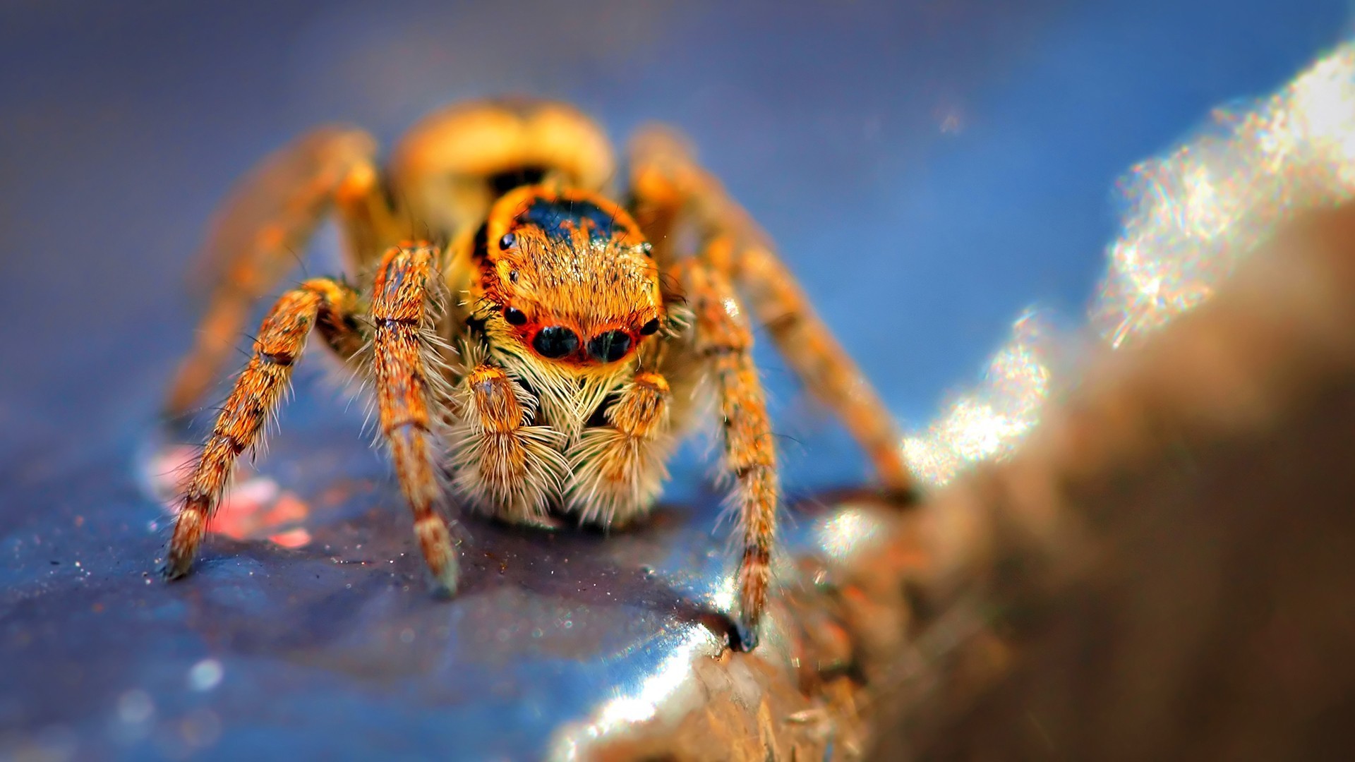 Big Spider Wallpapers - Wallpaper Cave