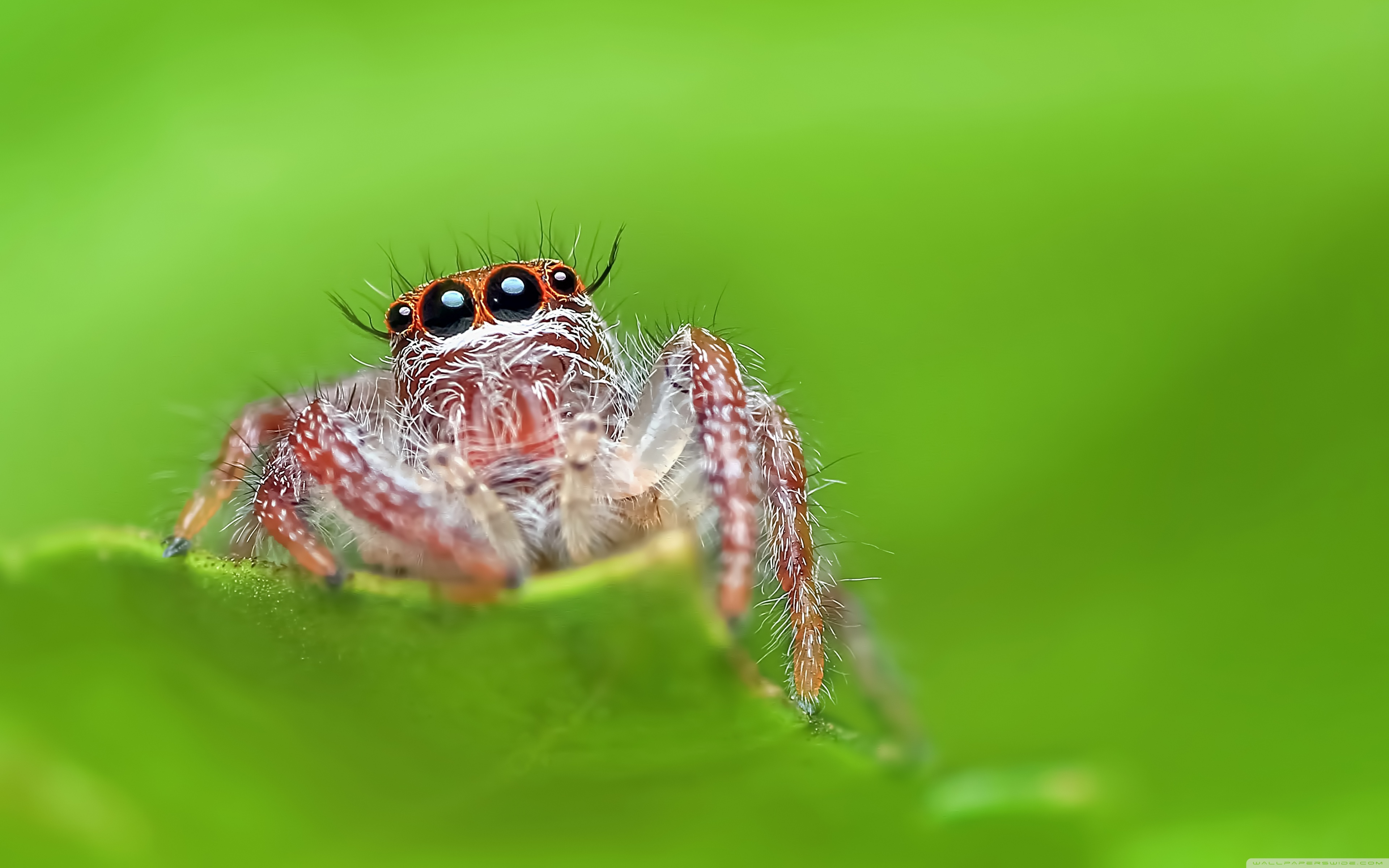 Big Spider Wallpapers - Wallpaper Cave