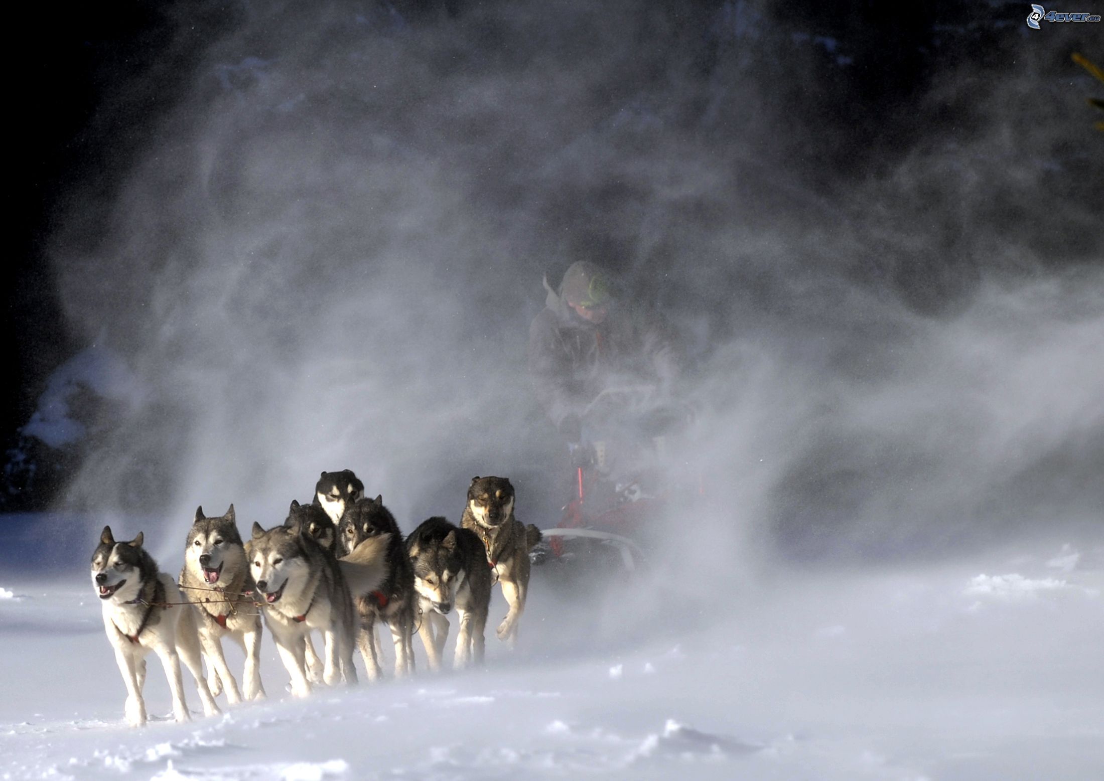 Sled Dog Wallpapers - Wallpaper Cave