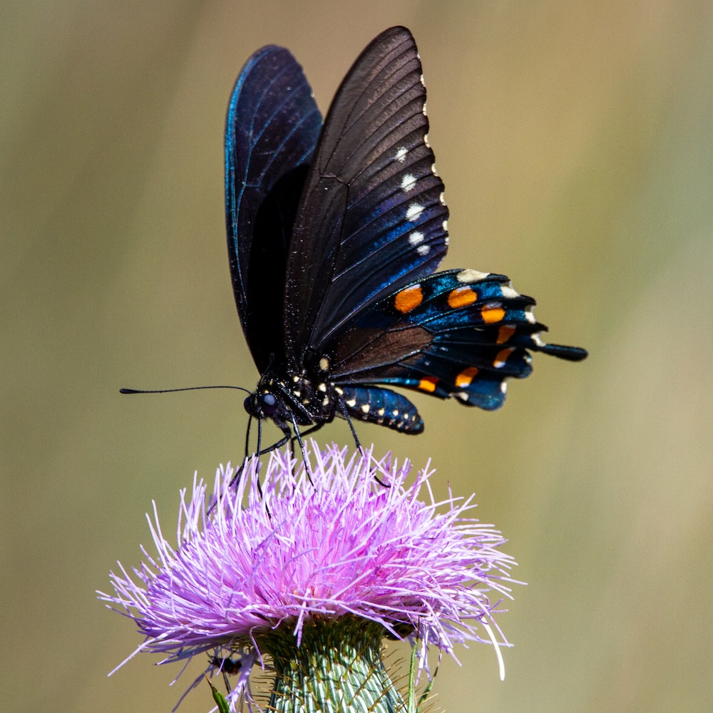 Swallowtail Butterfly Wallpapers - Wallpaper Cave