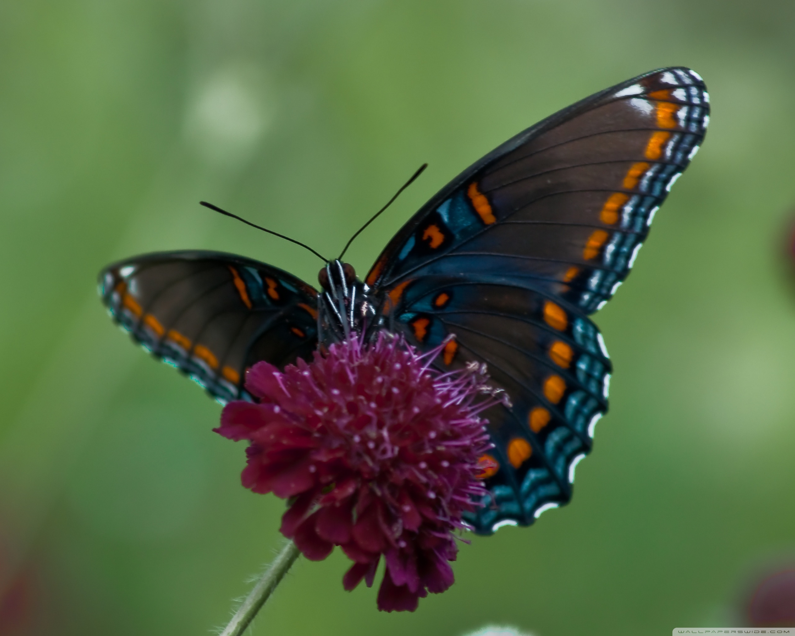 Swallowtail Butterfly Wallpapers - Wallpaper Cave
