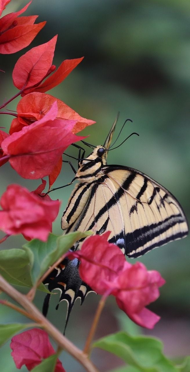 Swallowtail Butterfly Wallpapers - Wallpaper Cave