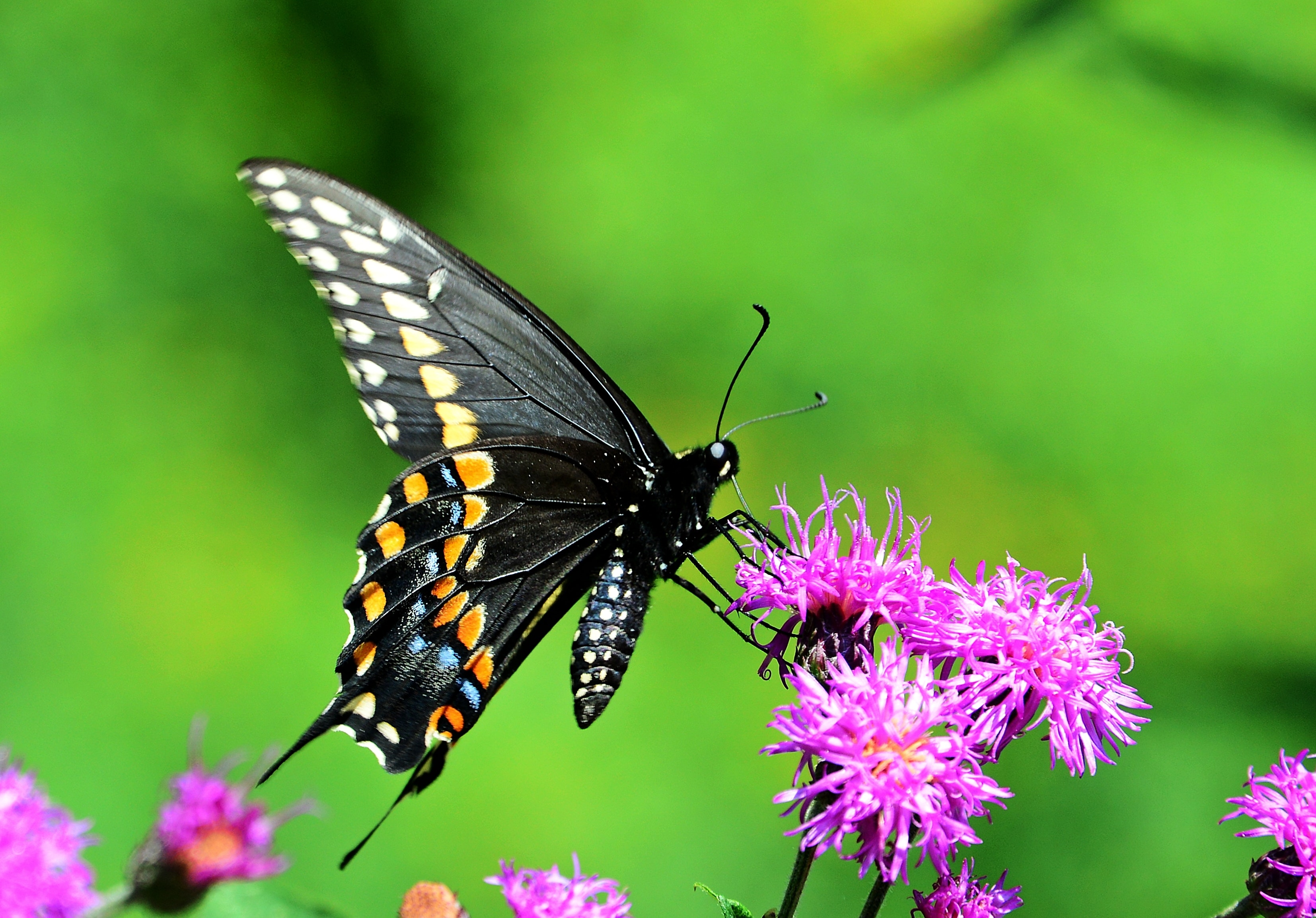 Swallowtail Butterfly Wallpapers - Wallpaper Cave
