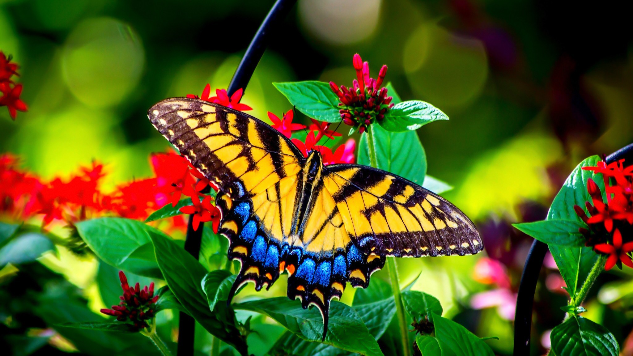 Swallowtail Butterfly Wallpapers - Wallpaper Cave