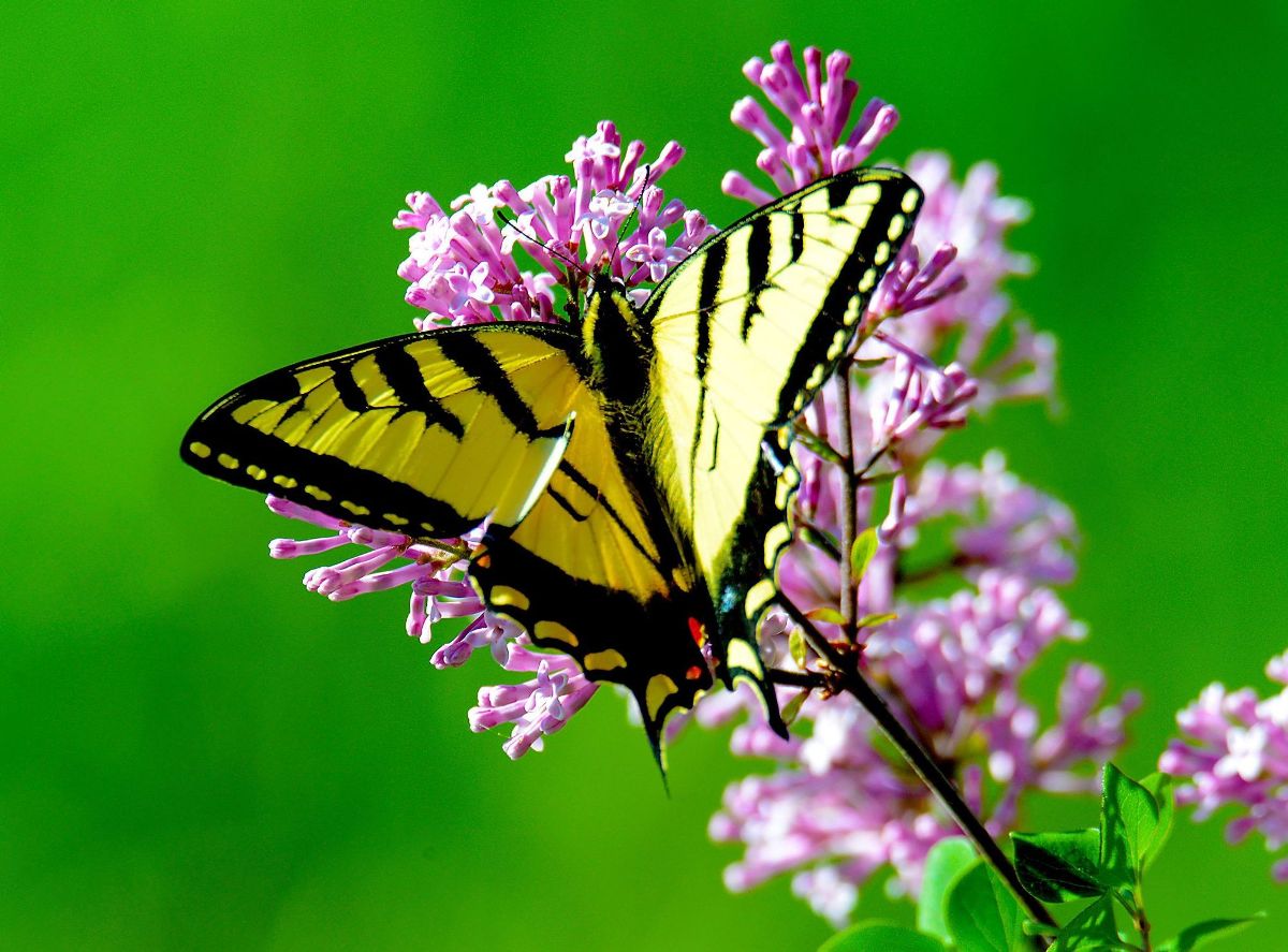 Swallowtail Butterfly Wallpapers - Wallpaper Cave