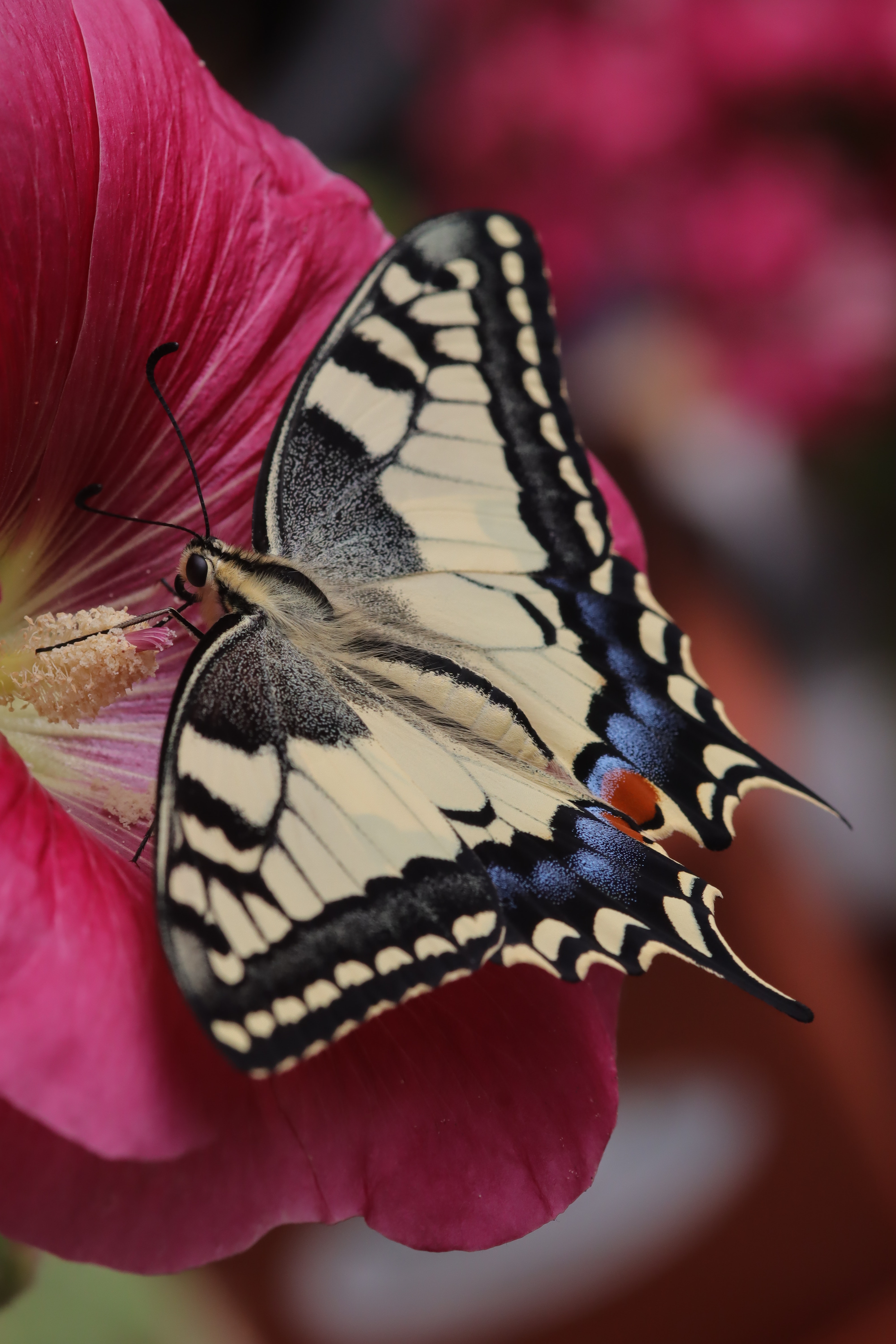 Swallowtail Butterfly Wallpapers - Wallpaper Cave