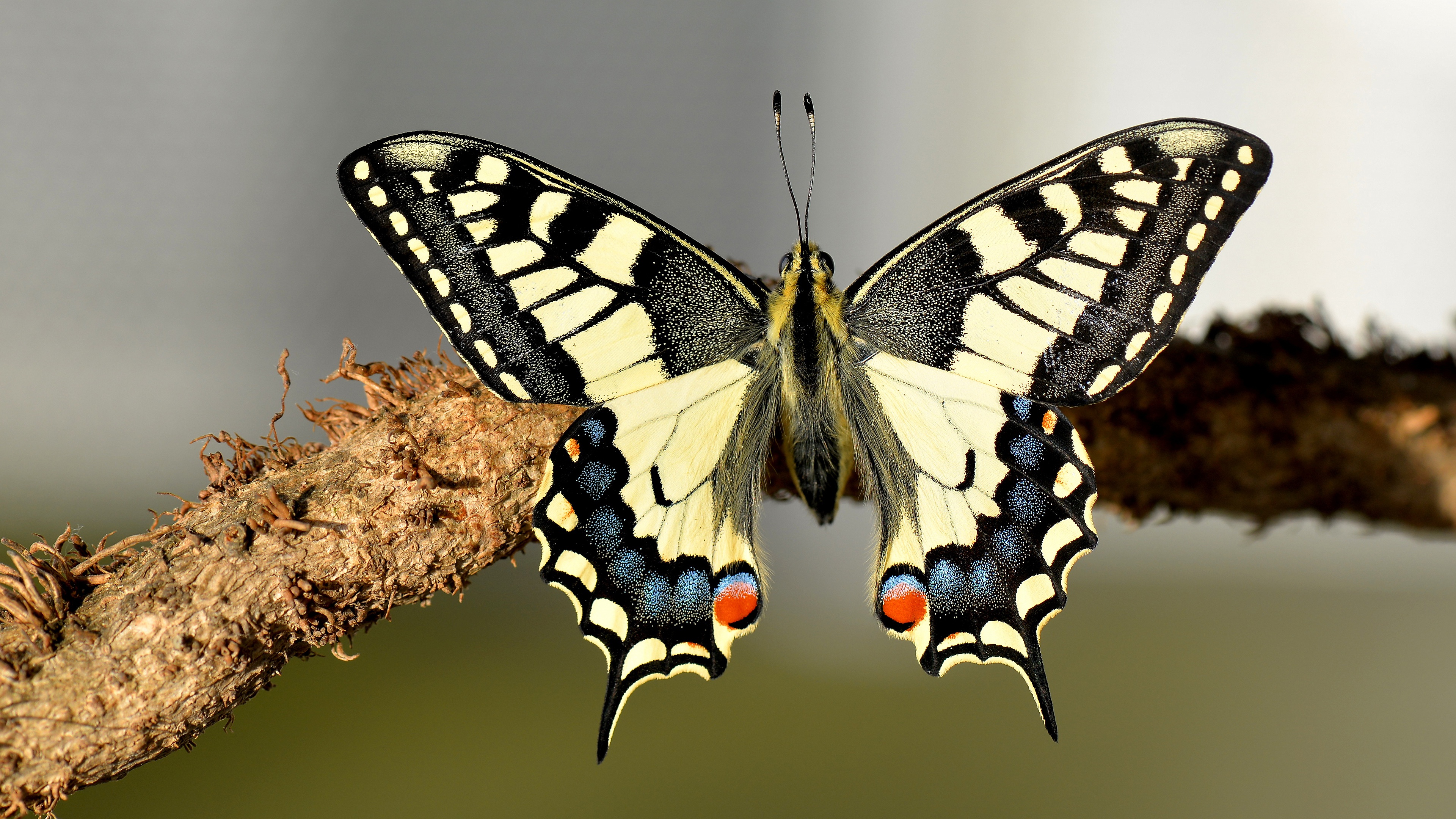 Swallowtail Butterfly Wallpapers - Wallpaper Cave
