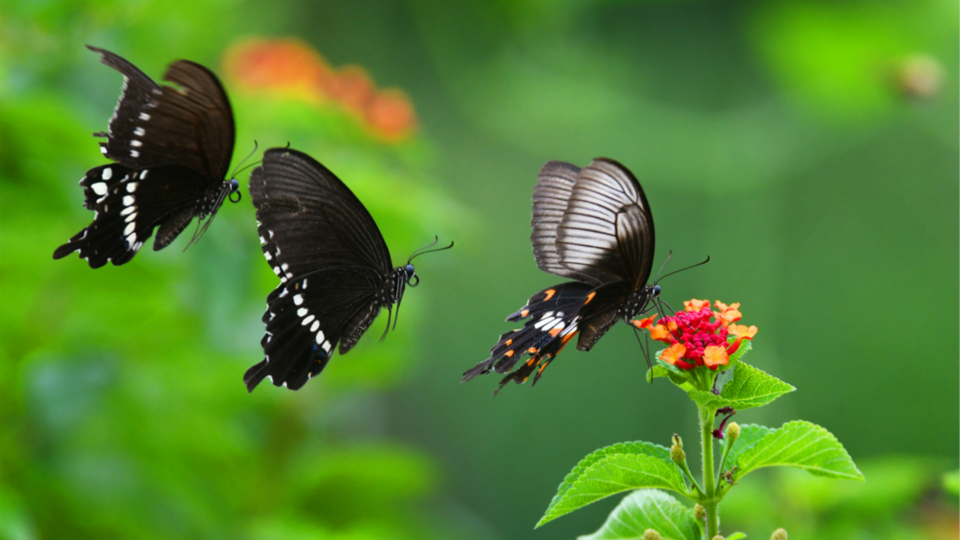 Autumn Butterfly Wallpapers - Wallpaper Cave