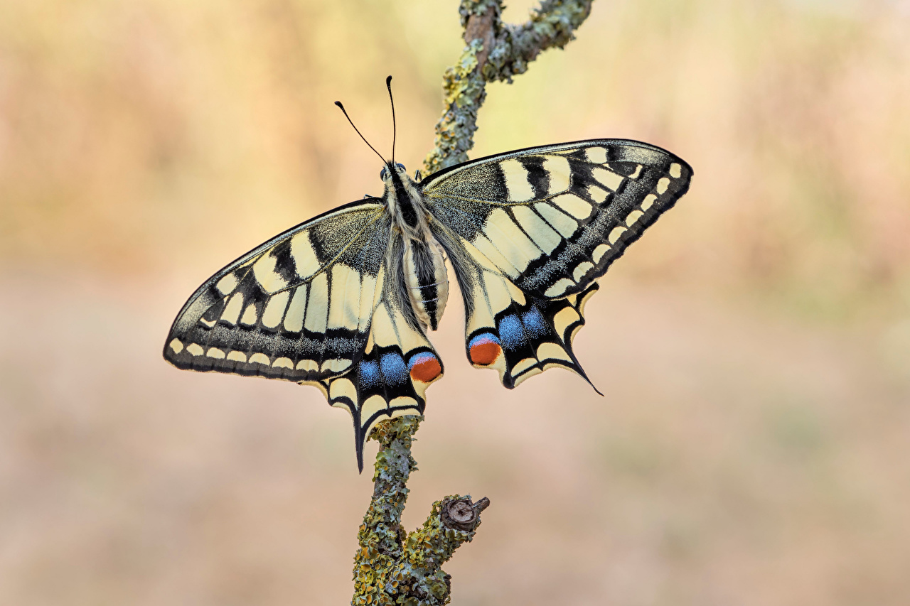 Swallowtail Butterfly Wallpapers - Wallpaper Cave