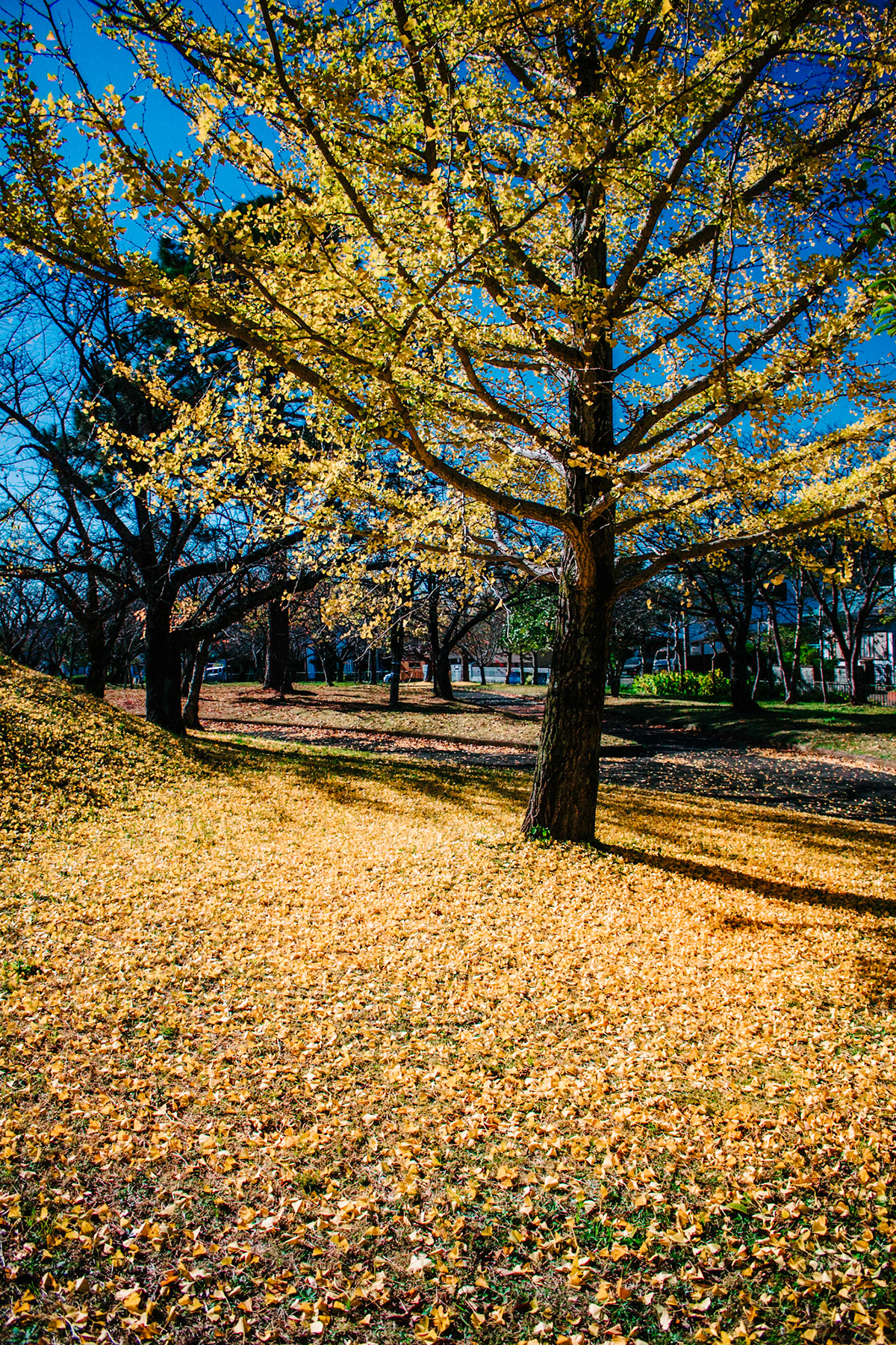 Sunny Autumn Morning Wallpapers - Wallpaper Cave