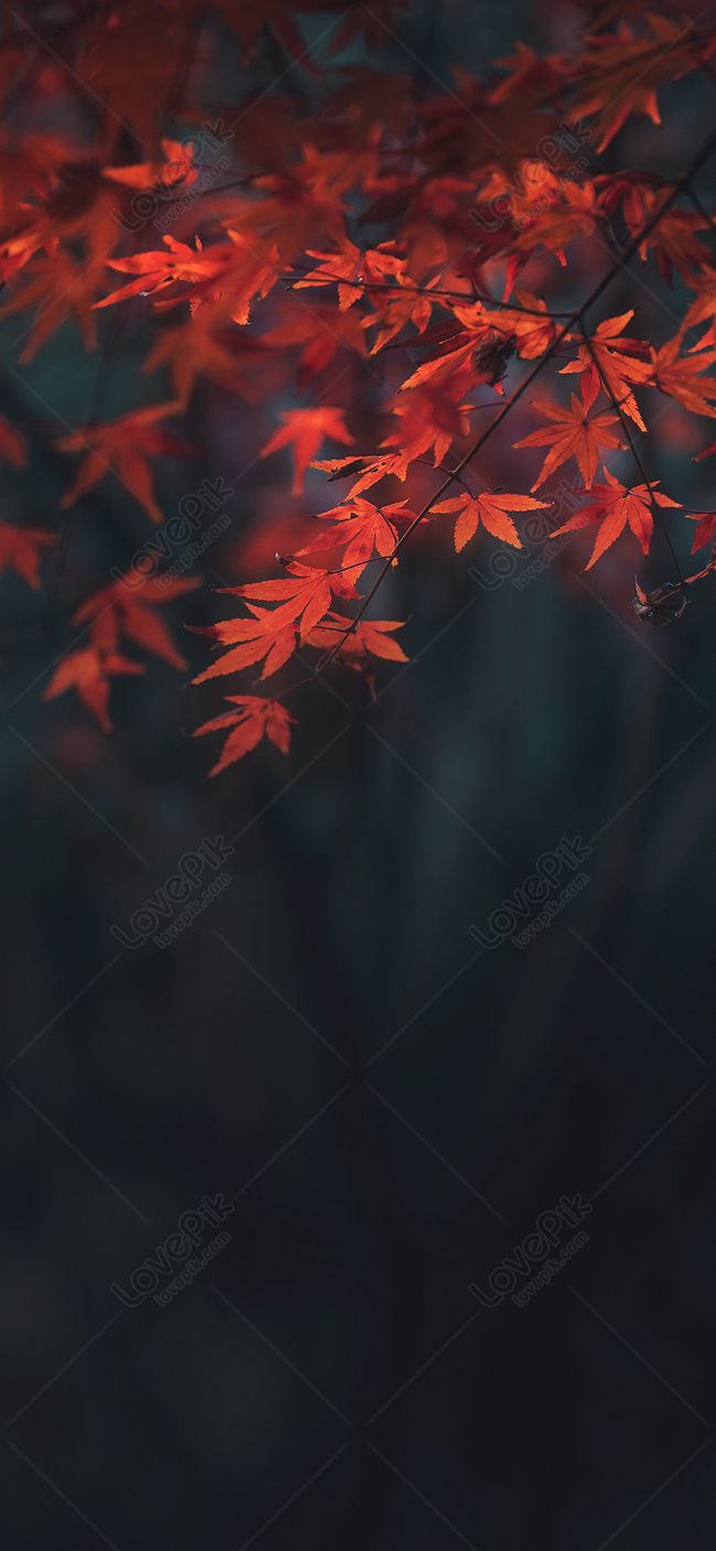 Autumn Red Phone Wallpapers - Wallpaper Cave