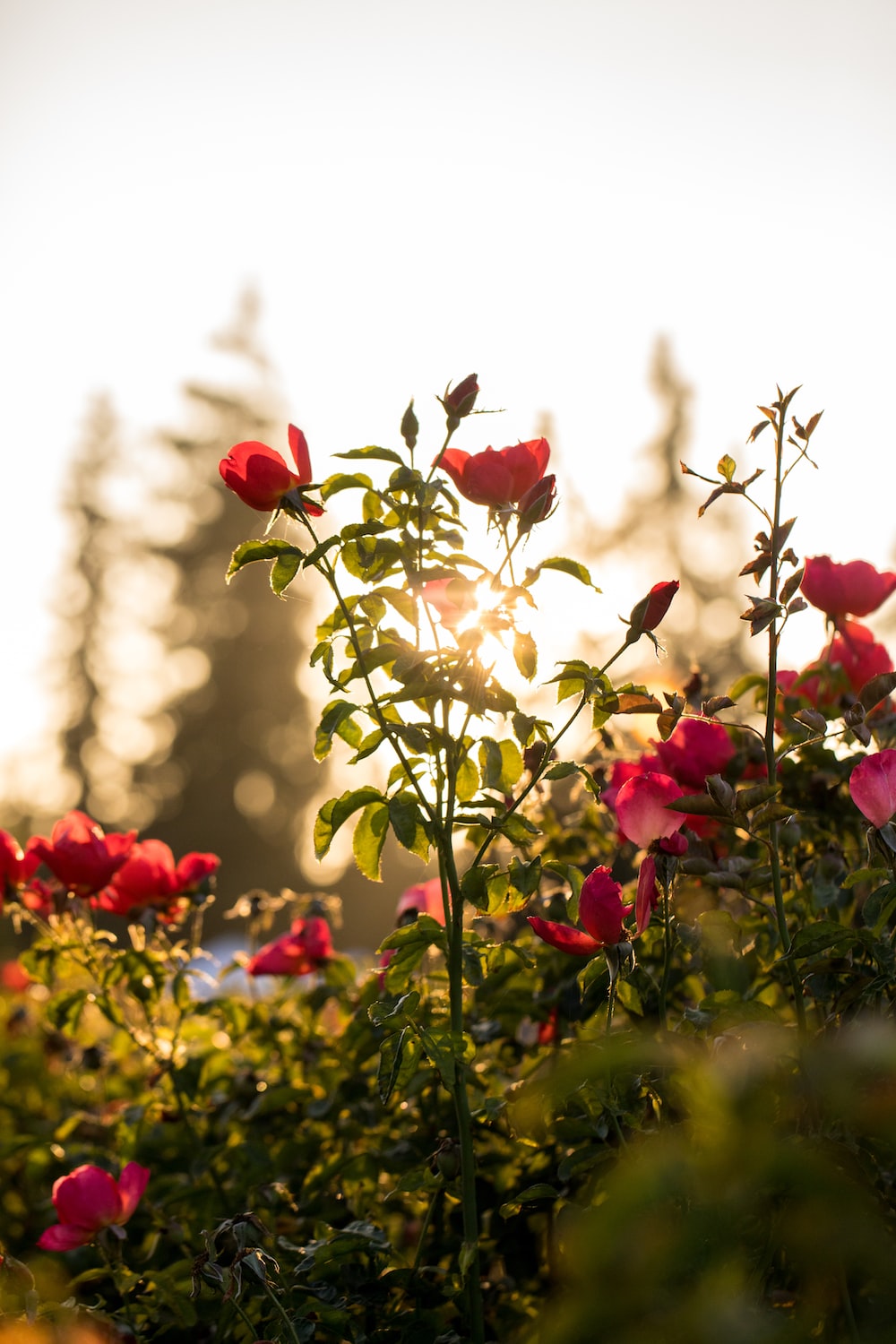 Sunshine And Flowers Wallpapers - Wallpaper Cave