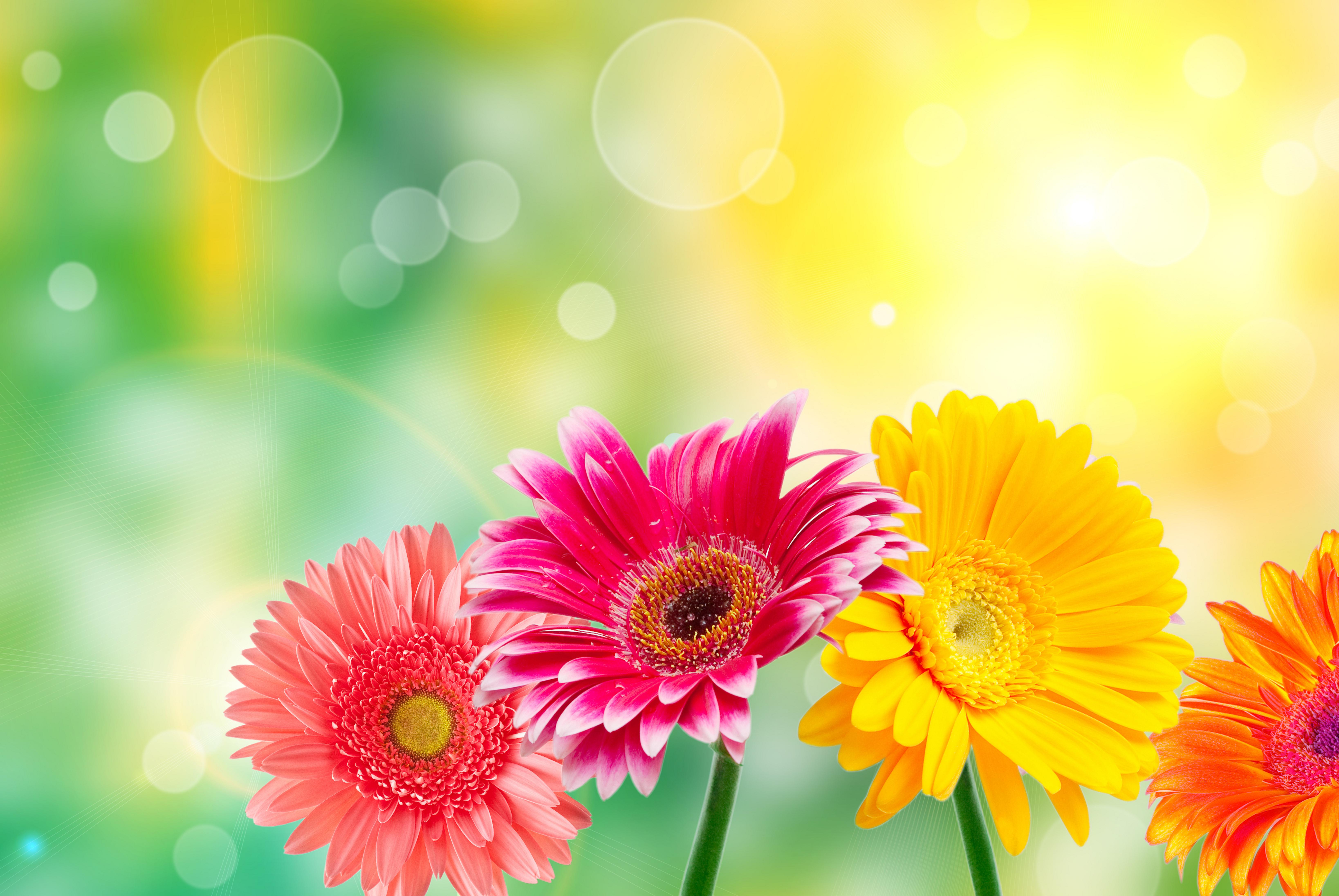 Sunshine And Flowers Wallpapers - Wallpaper Cave