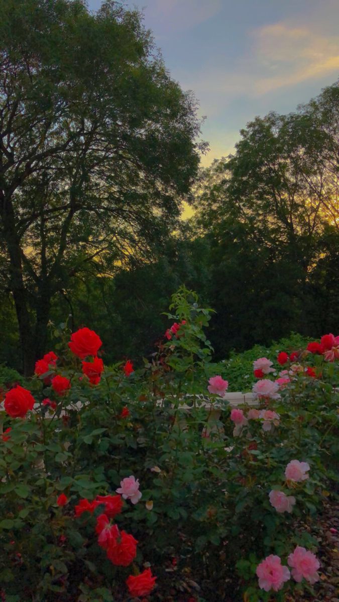 Aesthetic Outside Garden Wallpapers - Wallpaper Cave