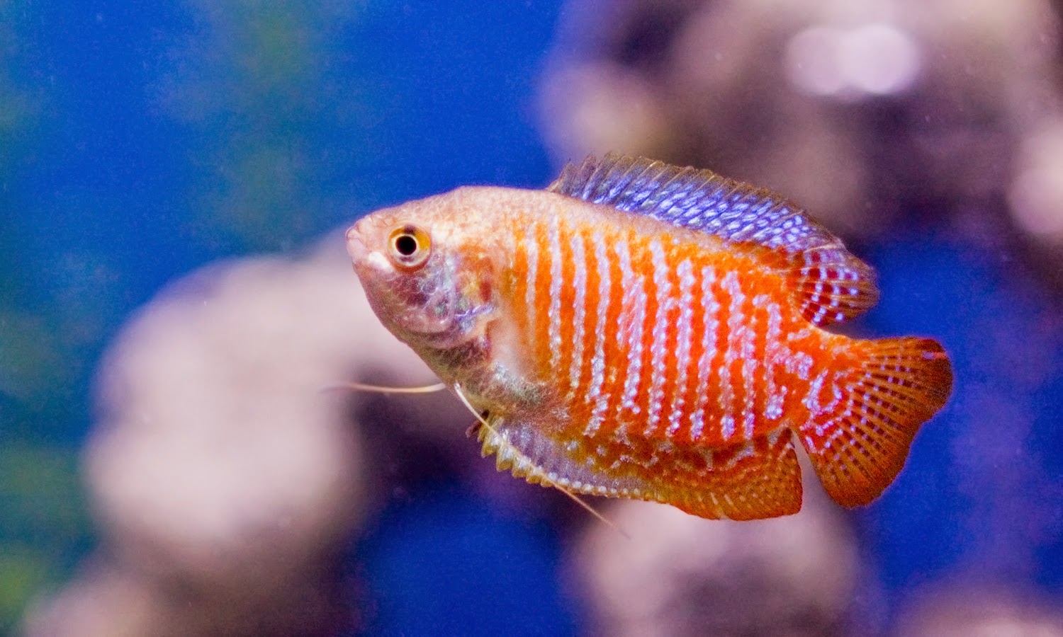 Gourami Wallpapers - Wallpaper Cave