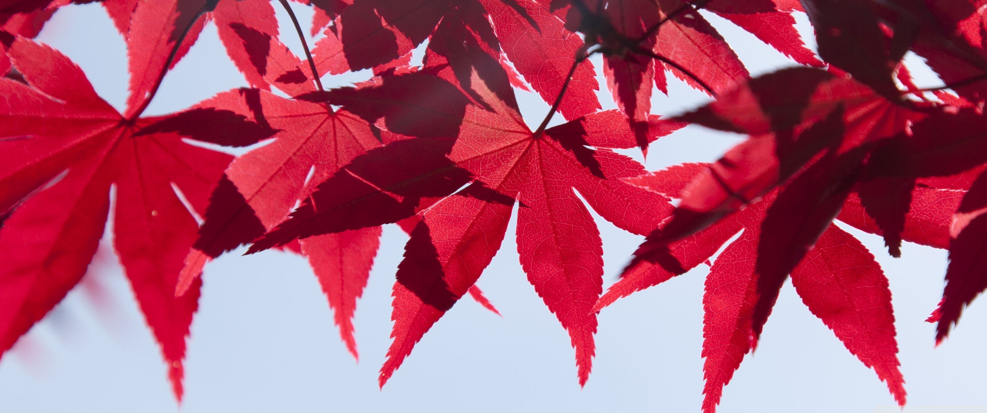 Black And Red Japanese Desktop Wallpapers - Wallpaper Cave