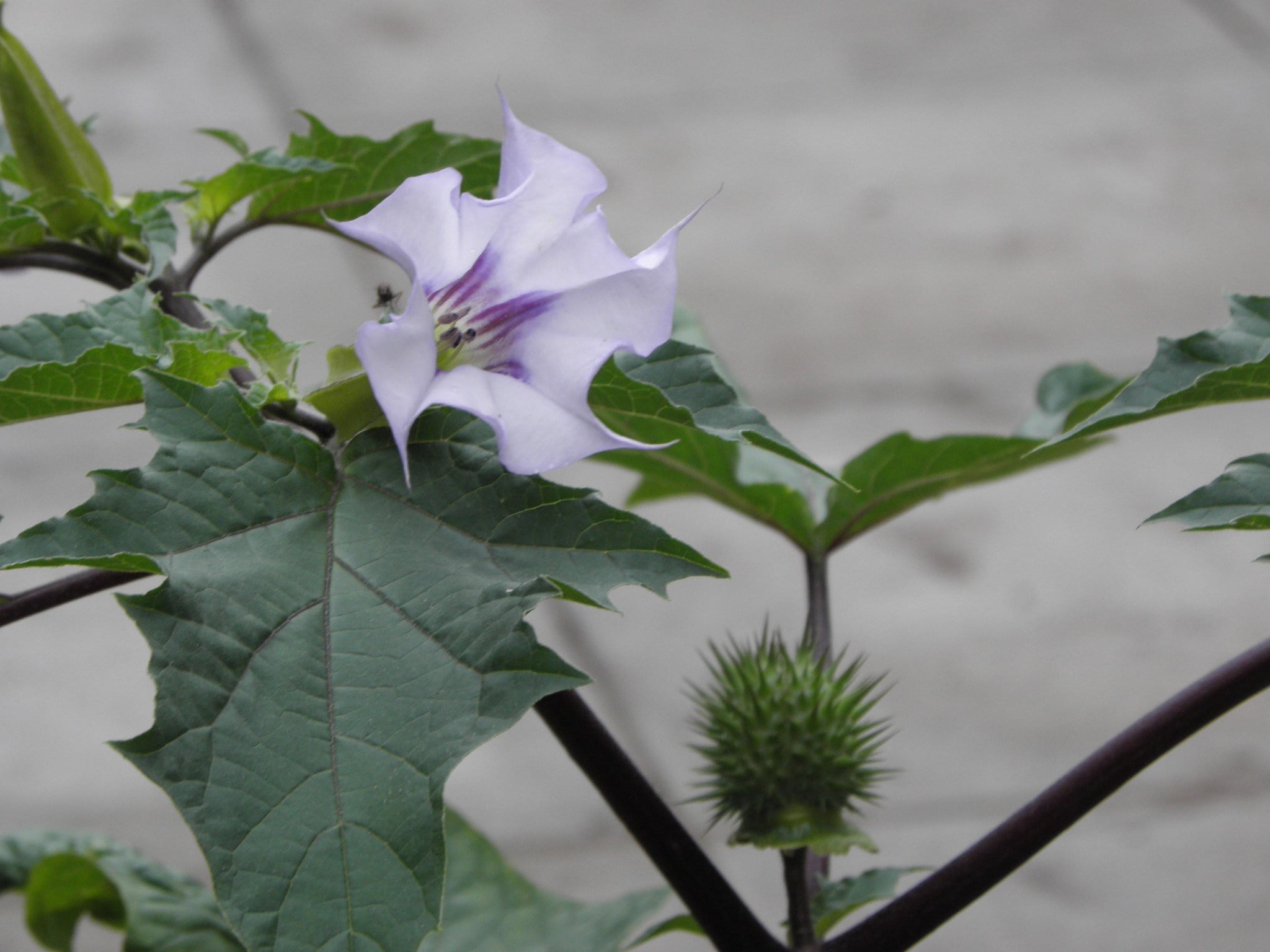 Datura Wallpapers - Wallpaper Cave