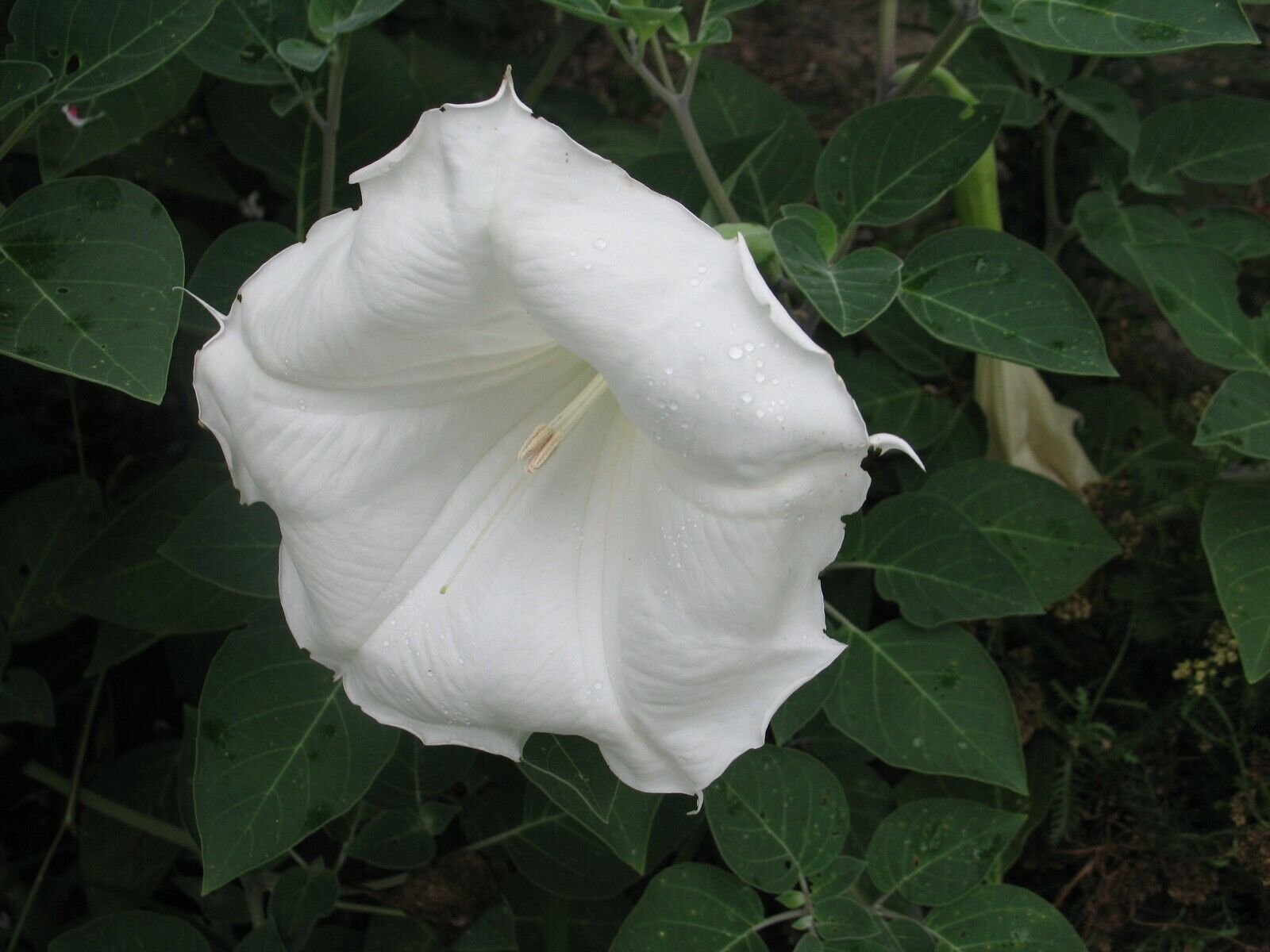 Datura Wallpapers - Wallpaper Cave