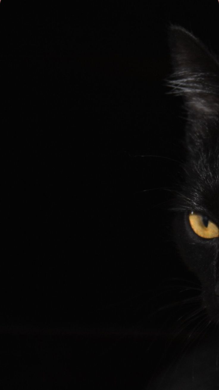 Shadow Cat Wallpapers - Wallpaper Cave