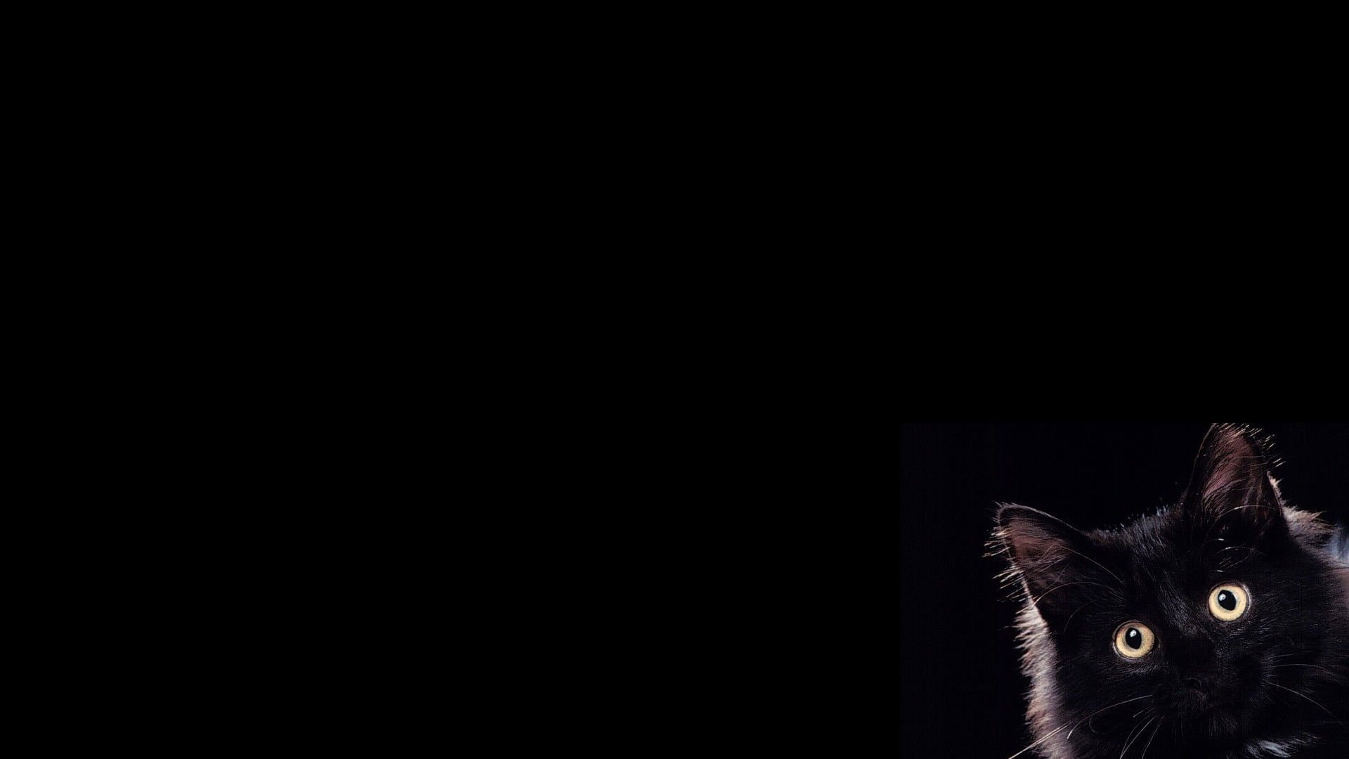 Shadow Cat Wallpapers - Wallpaper Cave