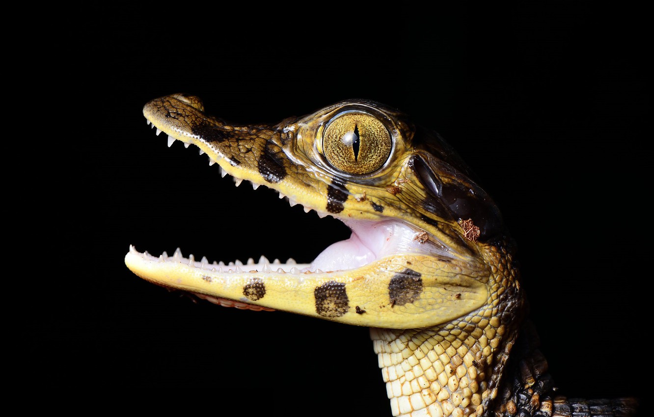 Baby Alligator Wallpapers - Wallpaper Cave