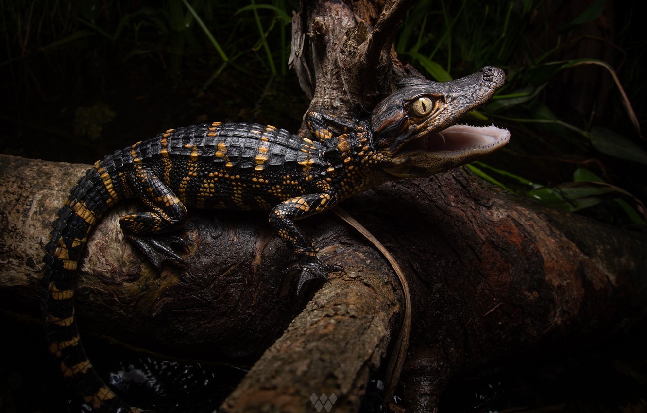 Baby Alligator Wallpapers - Wallpaper Cave