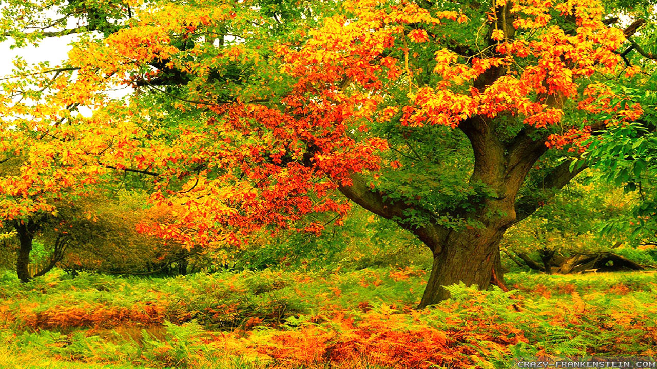 Colorful Autumn Trees Wallpapers - Wallpaper Cave