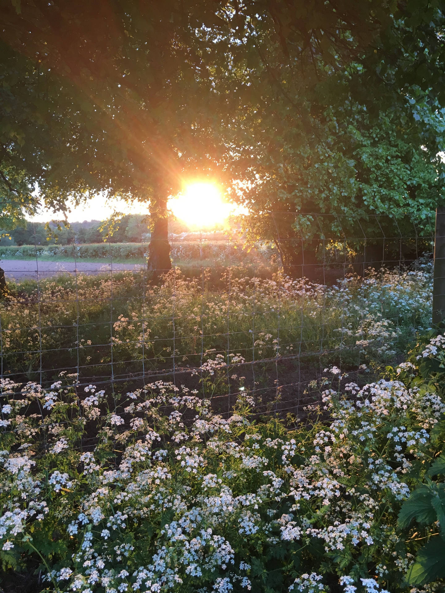 Cottage Core Summer Wallpapers - Wallpaper Cave