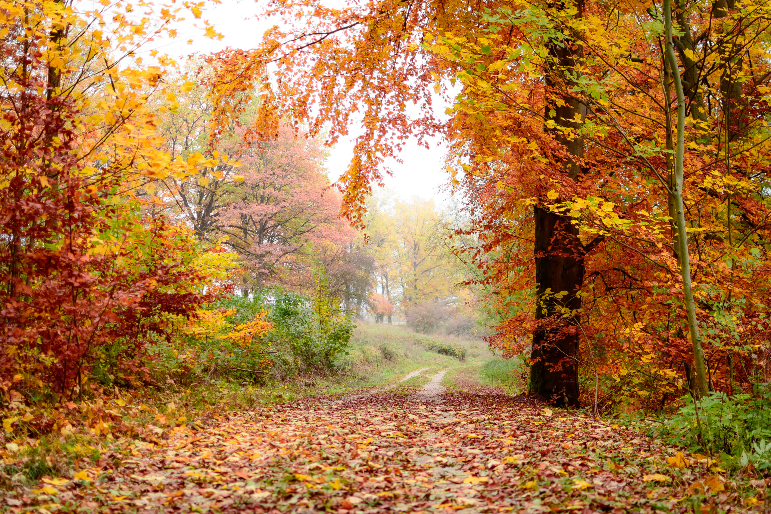 Autumn Europe Street Wallpapers - Wallpaper Cave