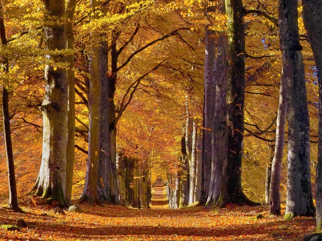 Autumn Europe Street Wallpapers - Wallpaper Cave