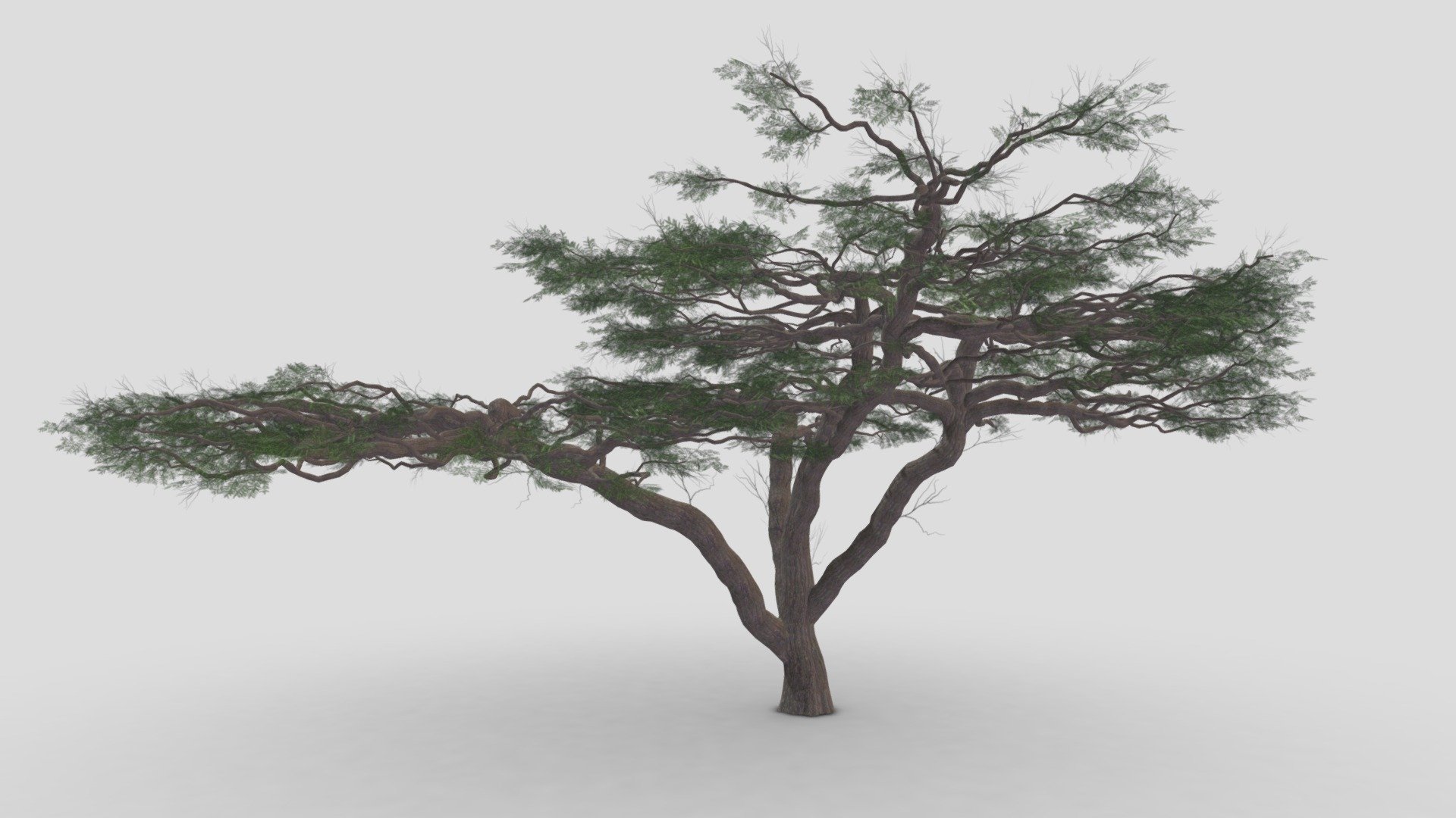 Acacia Tree Wallpapers - Wallpaper Cave