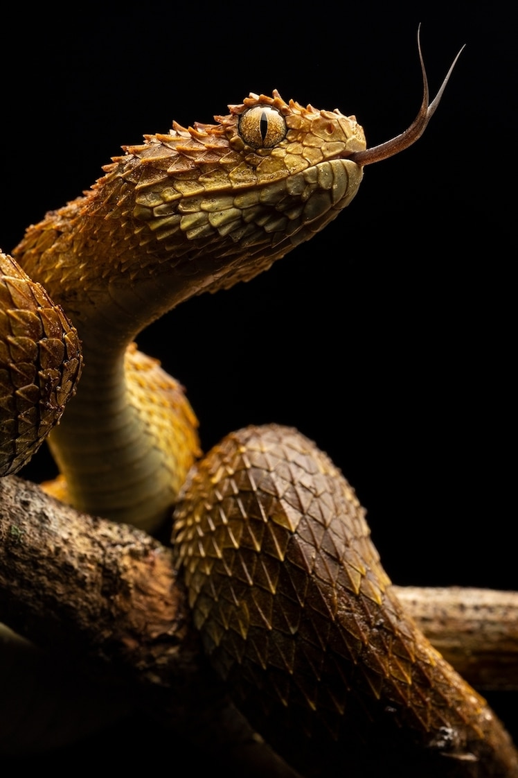 Snake Bite Wallpapers - Wallpaper Cave
