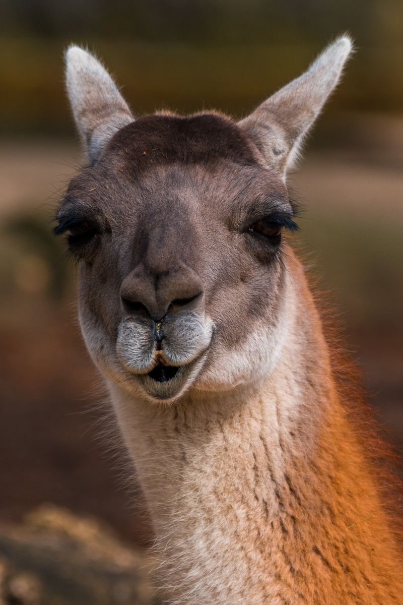 Alpaca iPhone Wallpapers - Wallpaper Cave