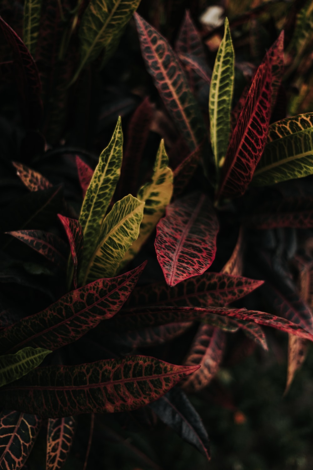 Croton Wallpapers - Wallpaper Cave