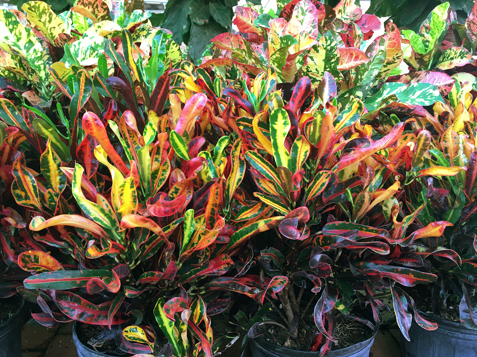 Croton Wallpapers - Wallpaper Cave