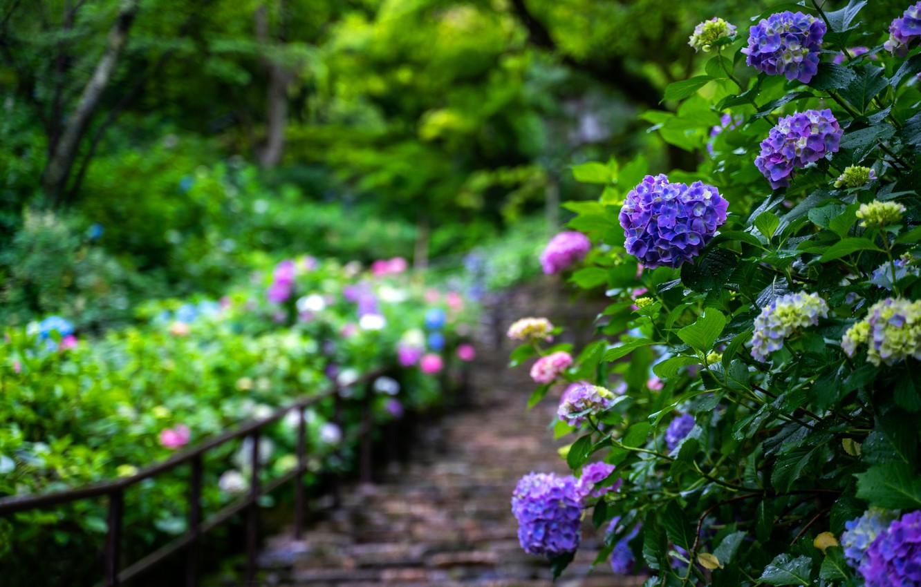 Hydrangea Garden Wallpapers - Wallpaper Cave