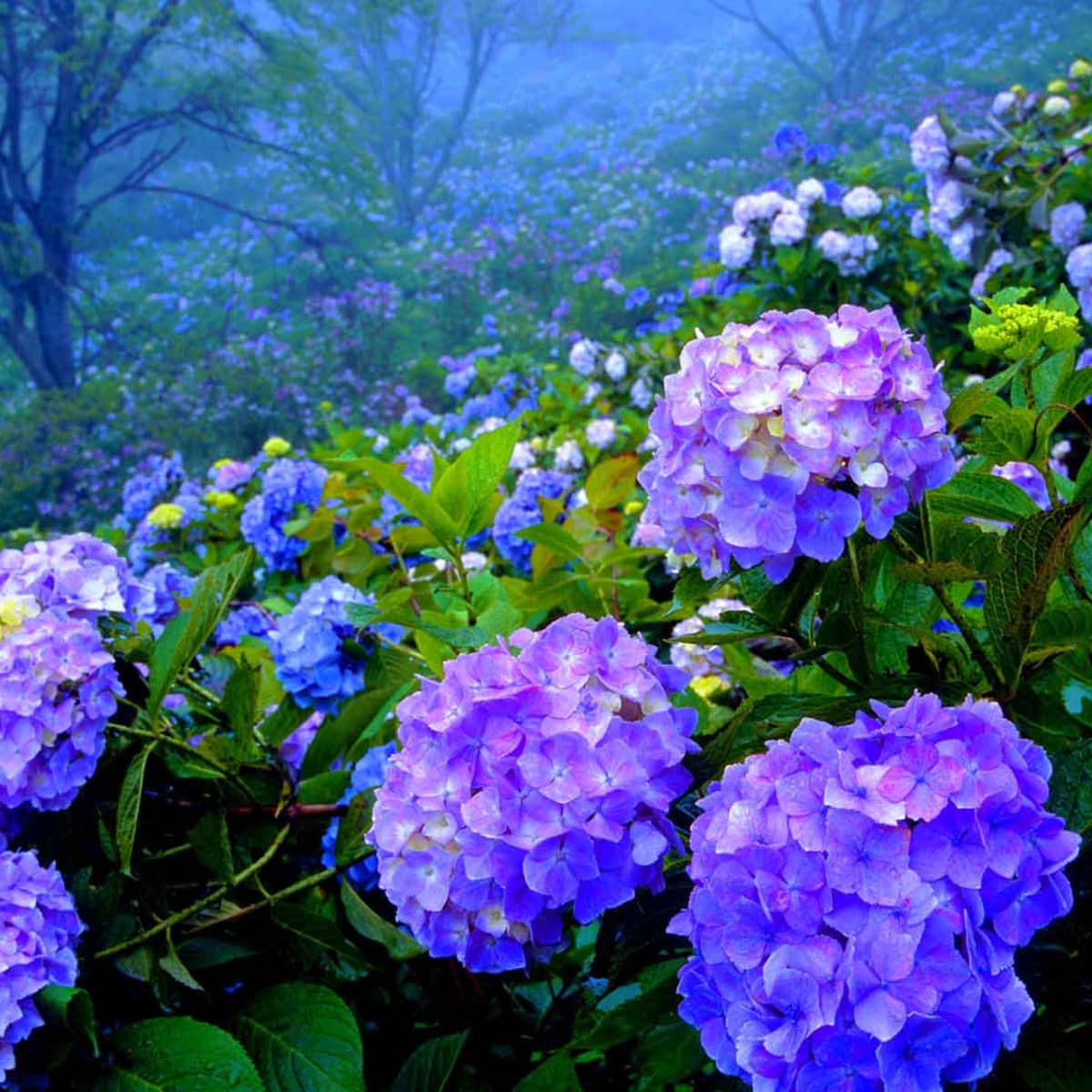 Hydrangea Garden Wallpapers - Wallpaper Cave