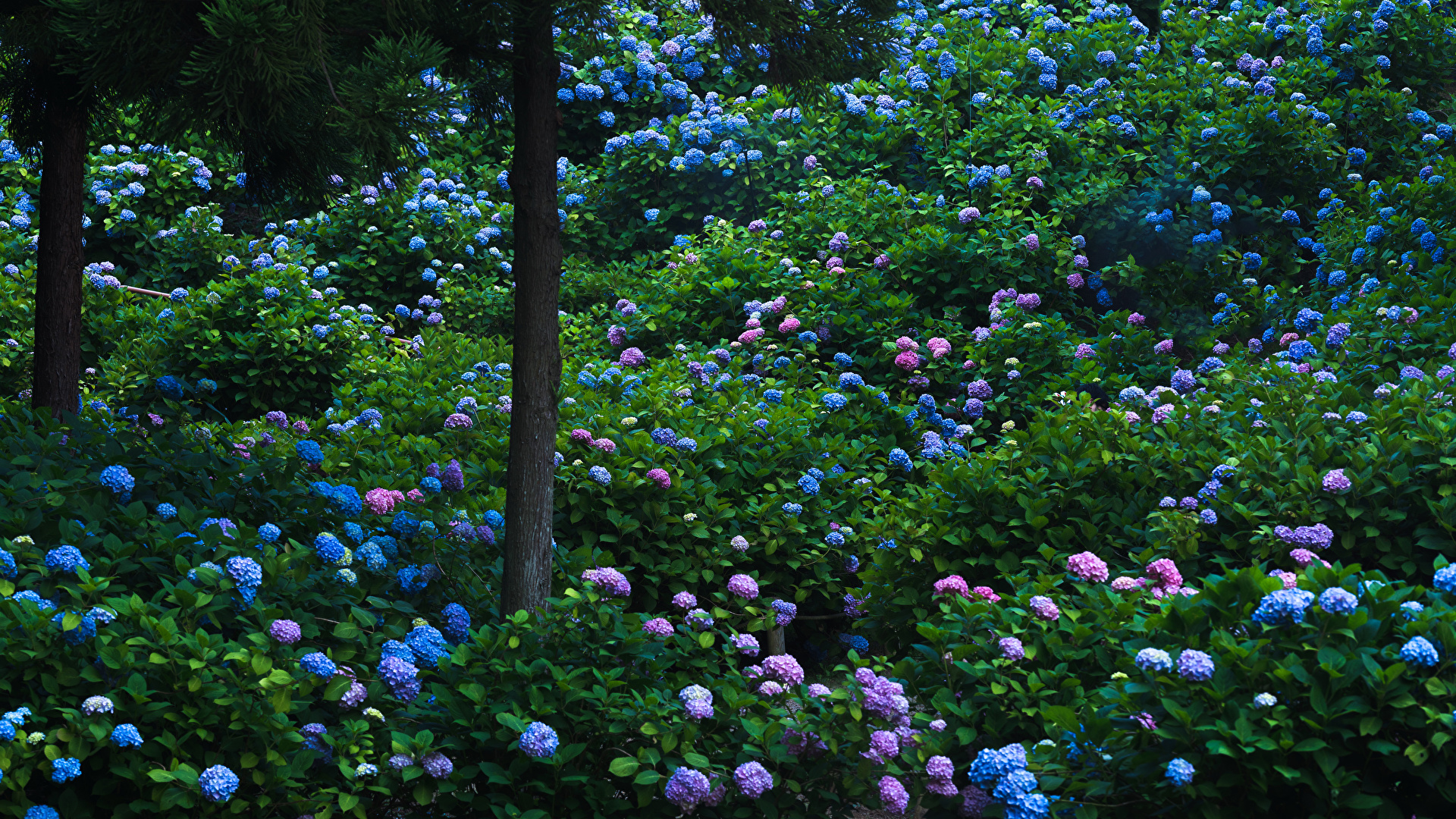 Hydrangea Garden Wallpapers - Wallpaper Cave