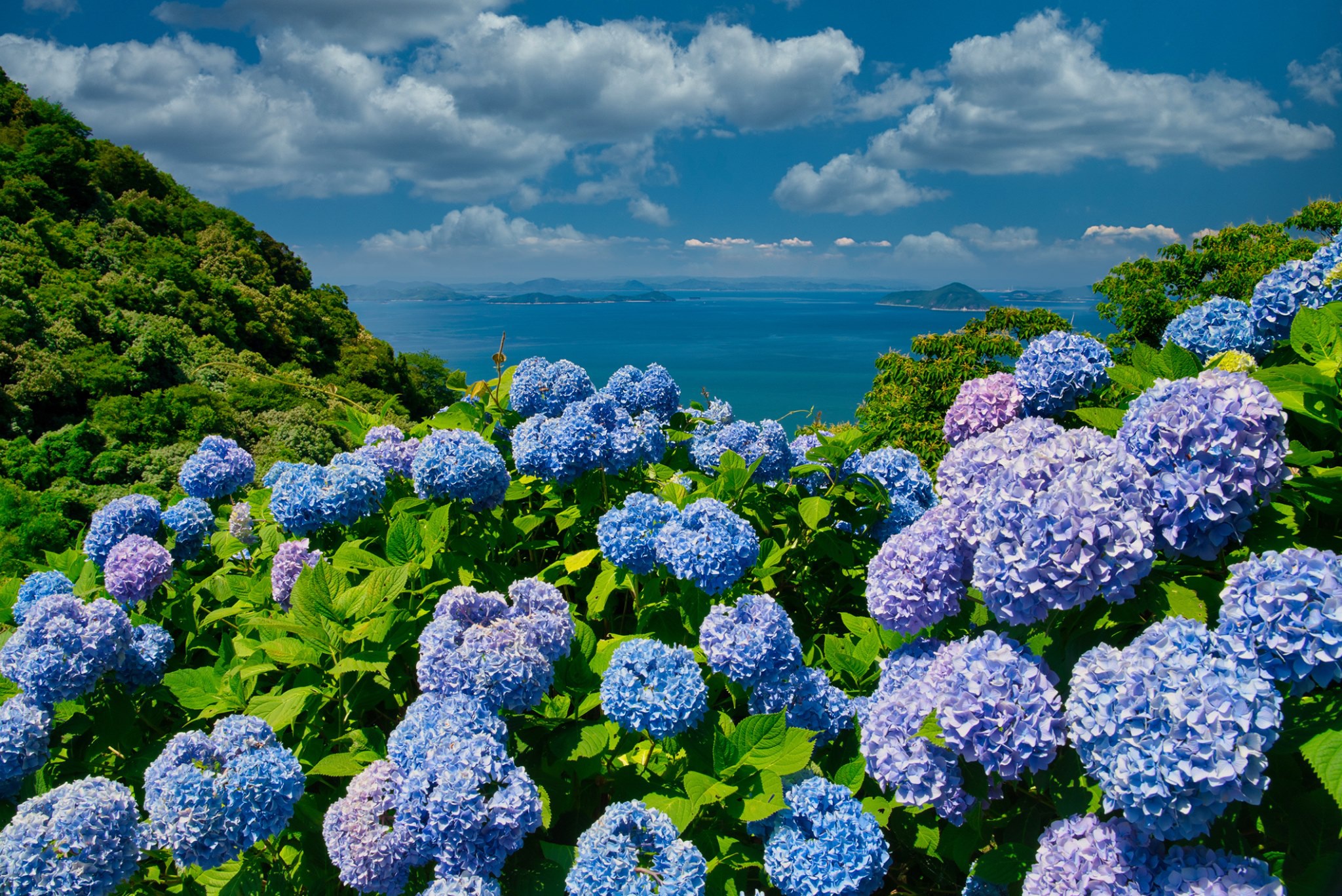 Hydrangea Garden Wallpapers - Wallpaper Cave