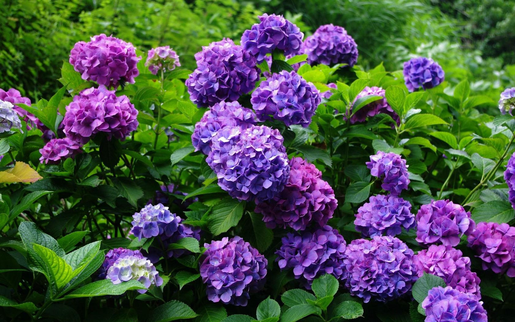 Hydrangea Garden Wallpapers - Wallpaper Cave