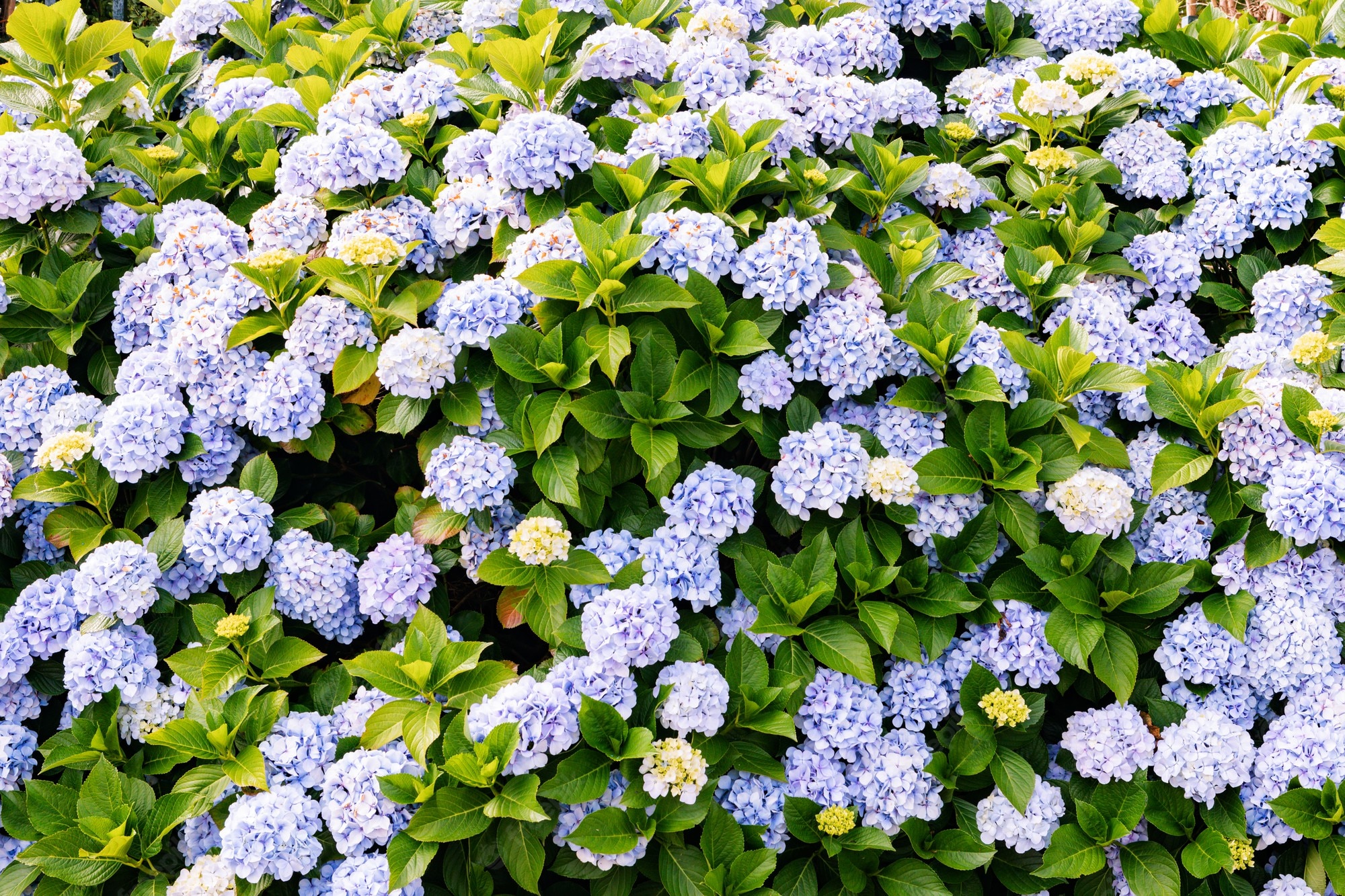 Hydrangea Garden Wallpapers - Wallpaper Cave