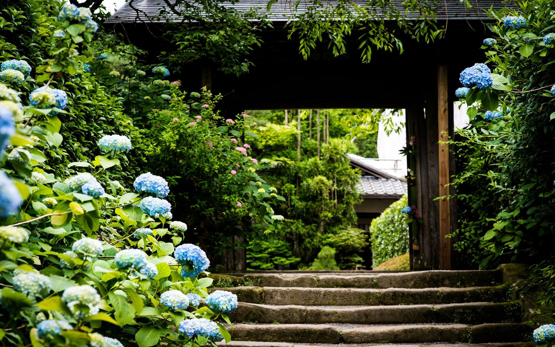 Hydrangea Garden Wallpapers - Wallpaper Cave