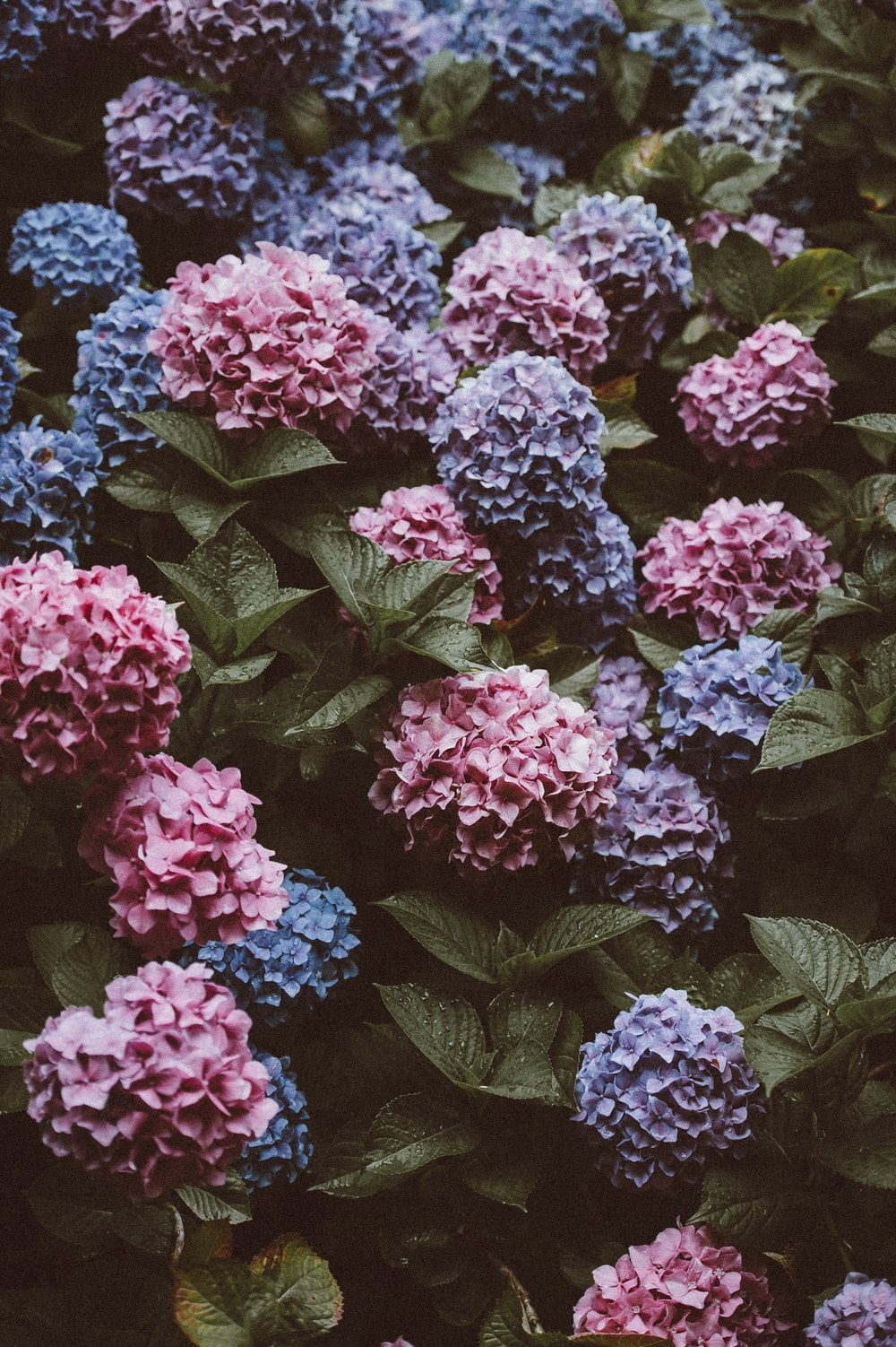 Hydrangea Garden Wallpapers - Wallpaper Cave
