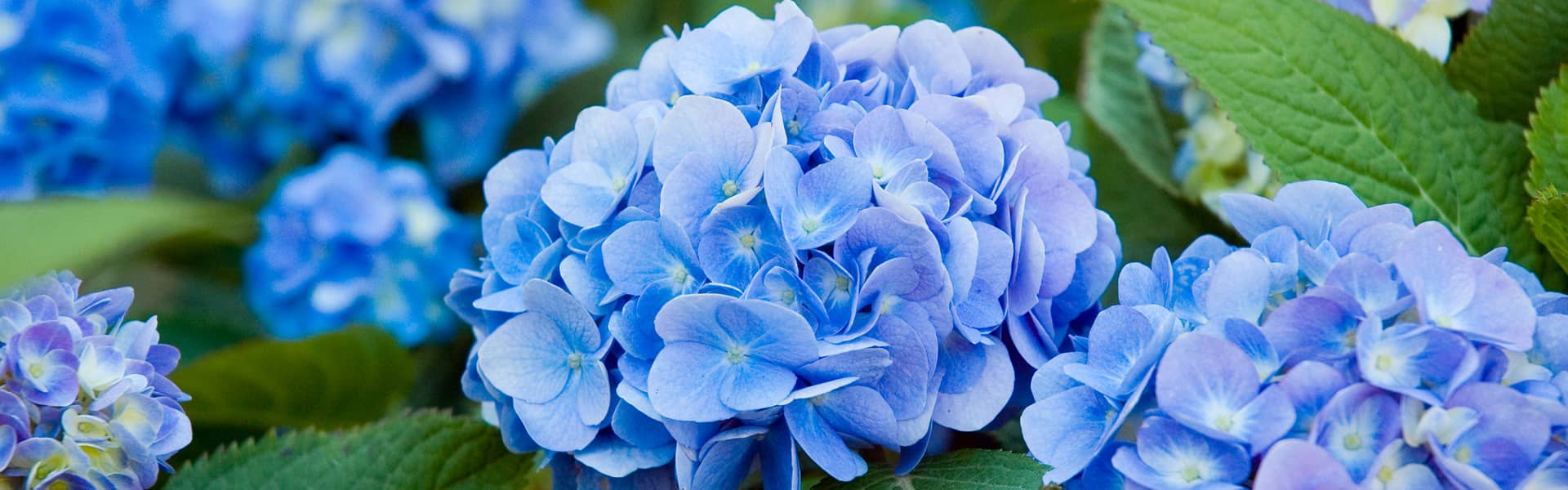 Hydrangea Garden Wallpapers - Wallpaper Cave
